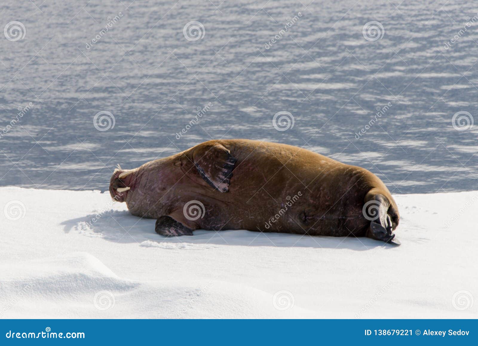 Walrus Lying on the Pack Ice North of Spitsbergen Stock Image - Image ...