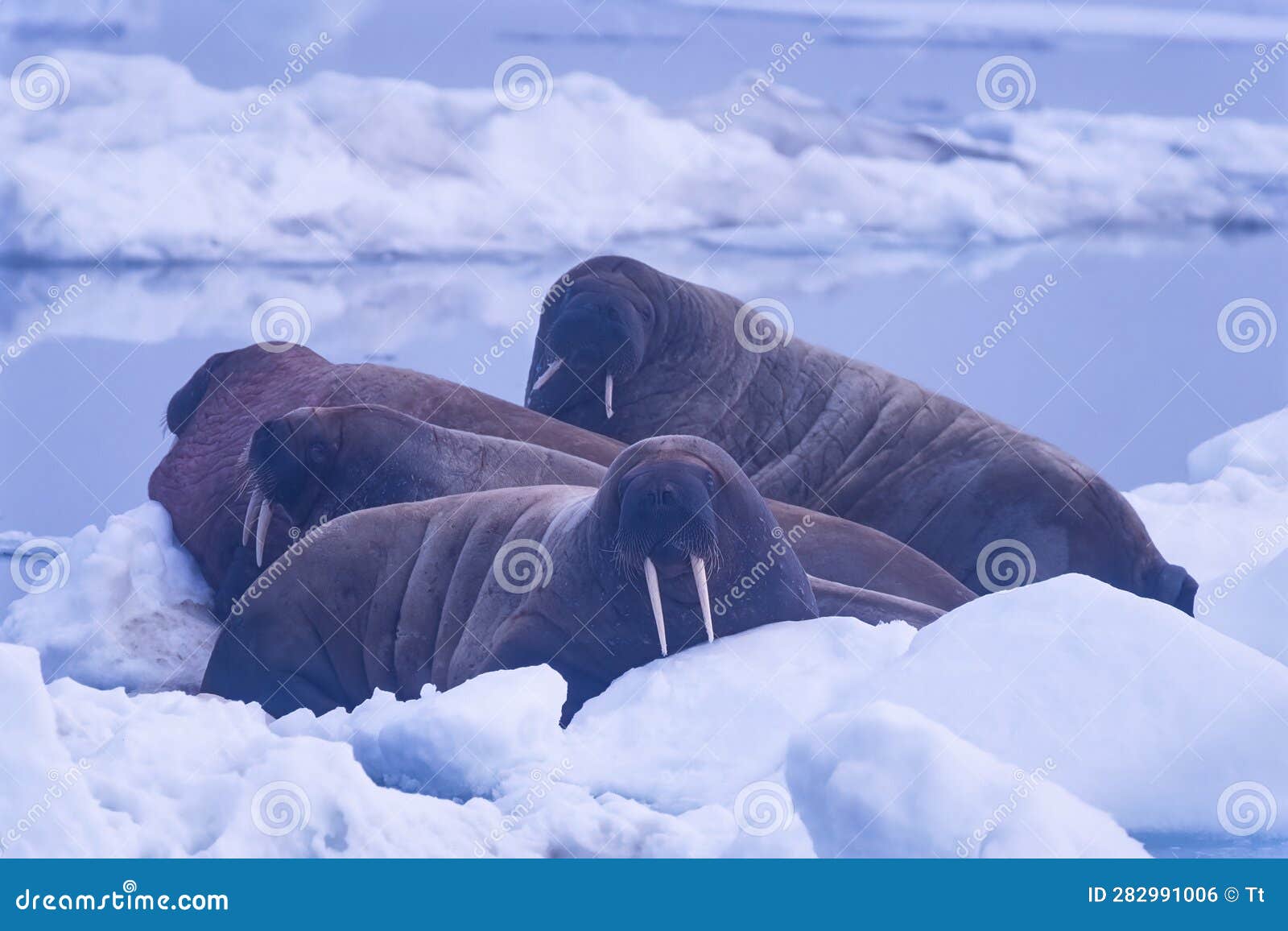 Walrus on a Ice Floe in the Arctic Stock Photo - Image of spitsbergen ...