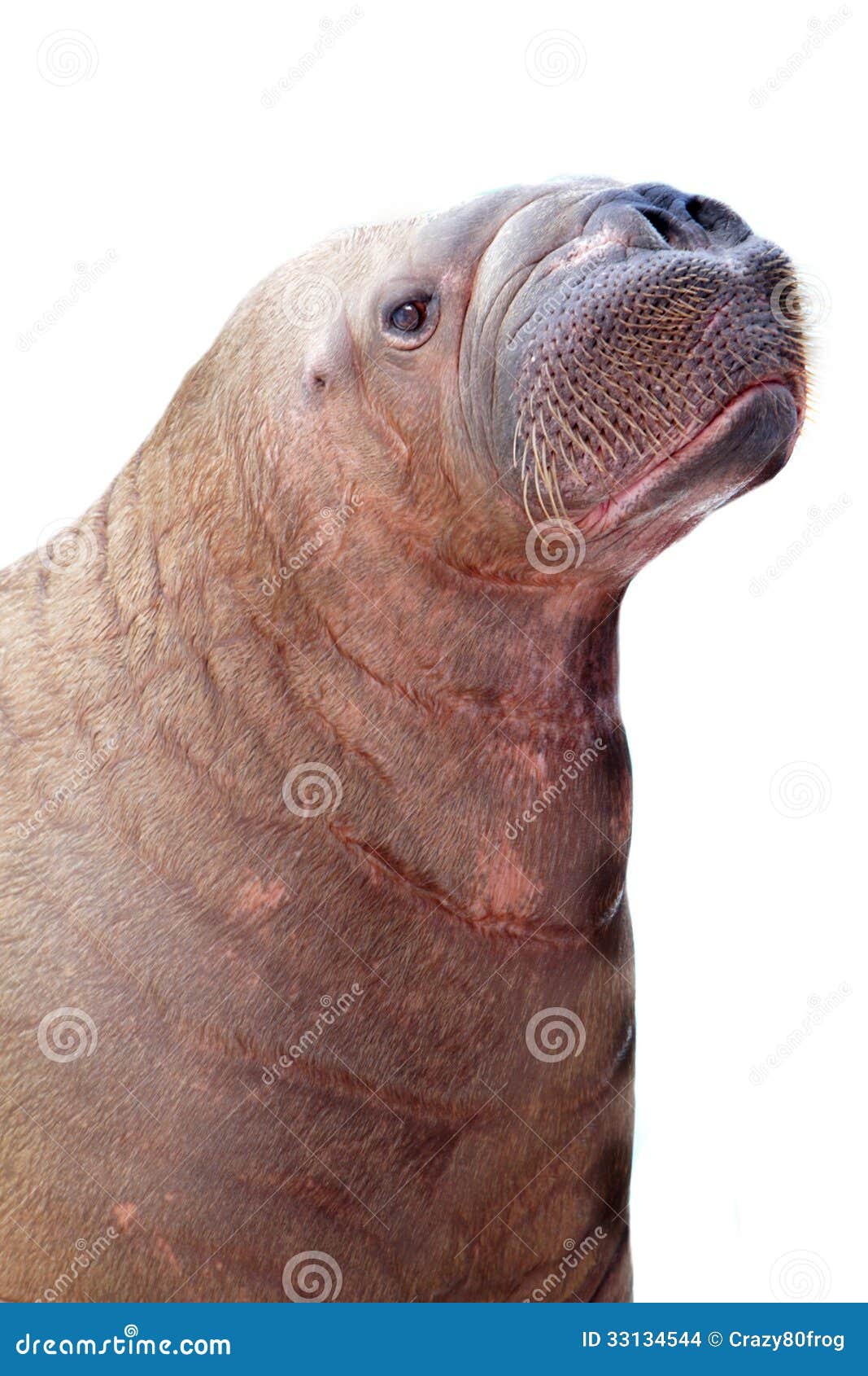 Walrus Isolated On White Background Stock Images - Image: 33134544