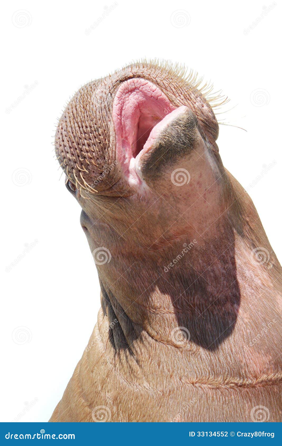 Walrus Isolated on White Background Stock Photo - Image of beautiful ...