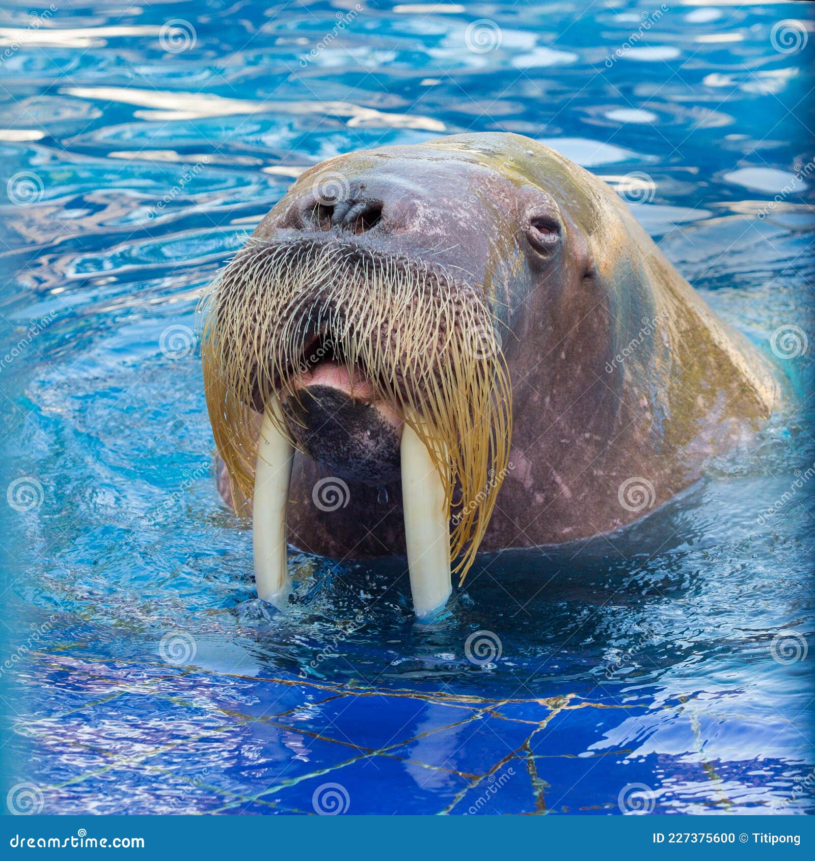 A Walrus Kept on Display in a Zoo Stock Photo - Image of brown, tusks ...