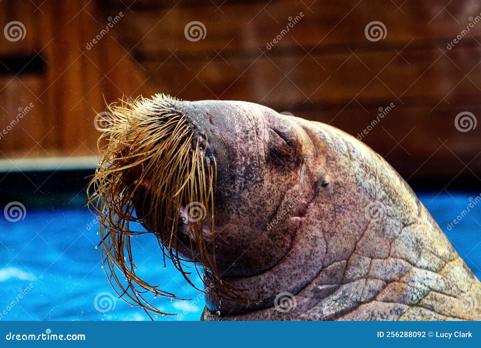 Walrus stock photo. Image of animal, eyes, dripping - 256288092