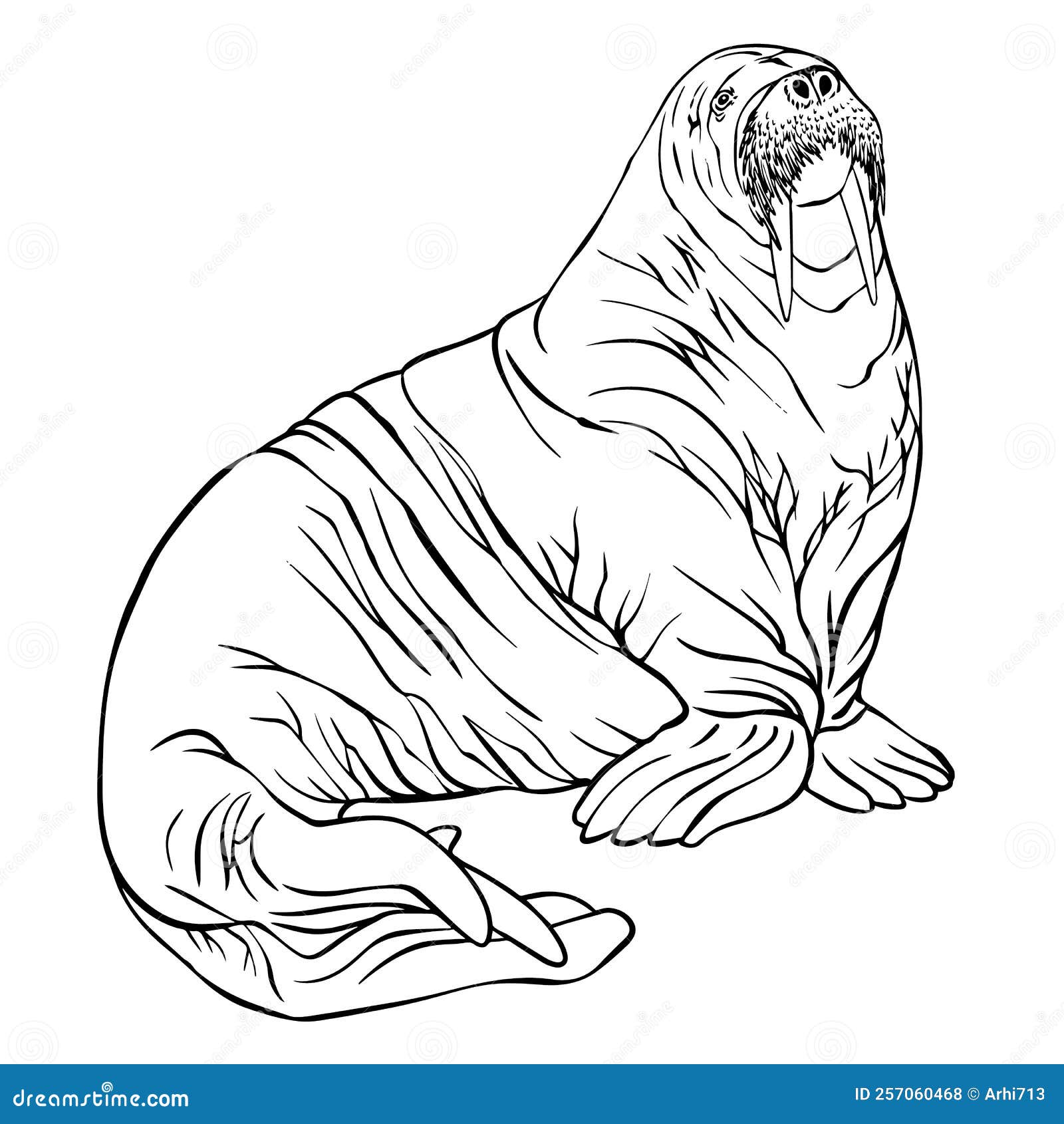 Walrus. Linear Black and White Vector Drawing Made by Hand Stock Vector - Illustration of ...