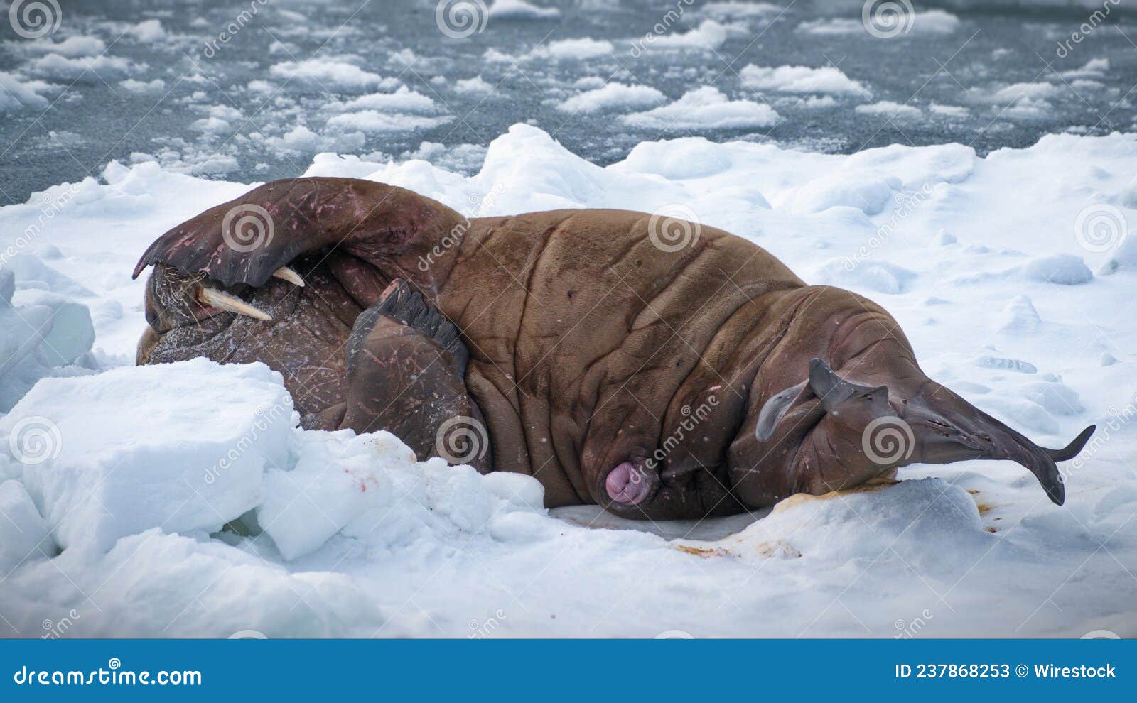 Walrus Lying on a Floating Ice at Svalbard, Norway Stock Image - Image ...