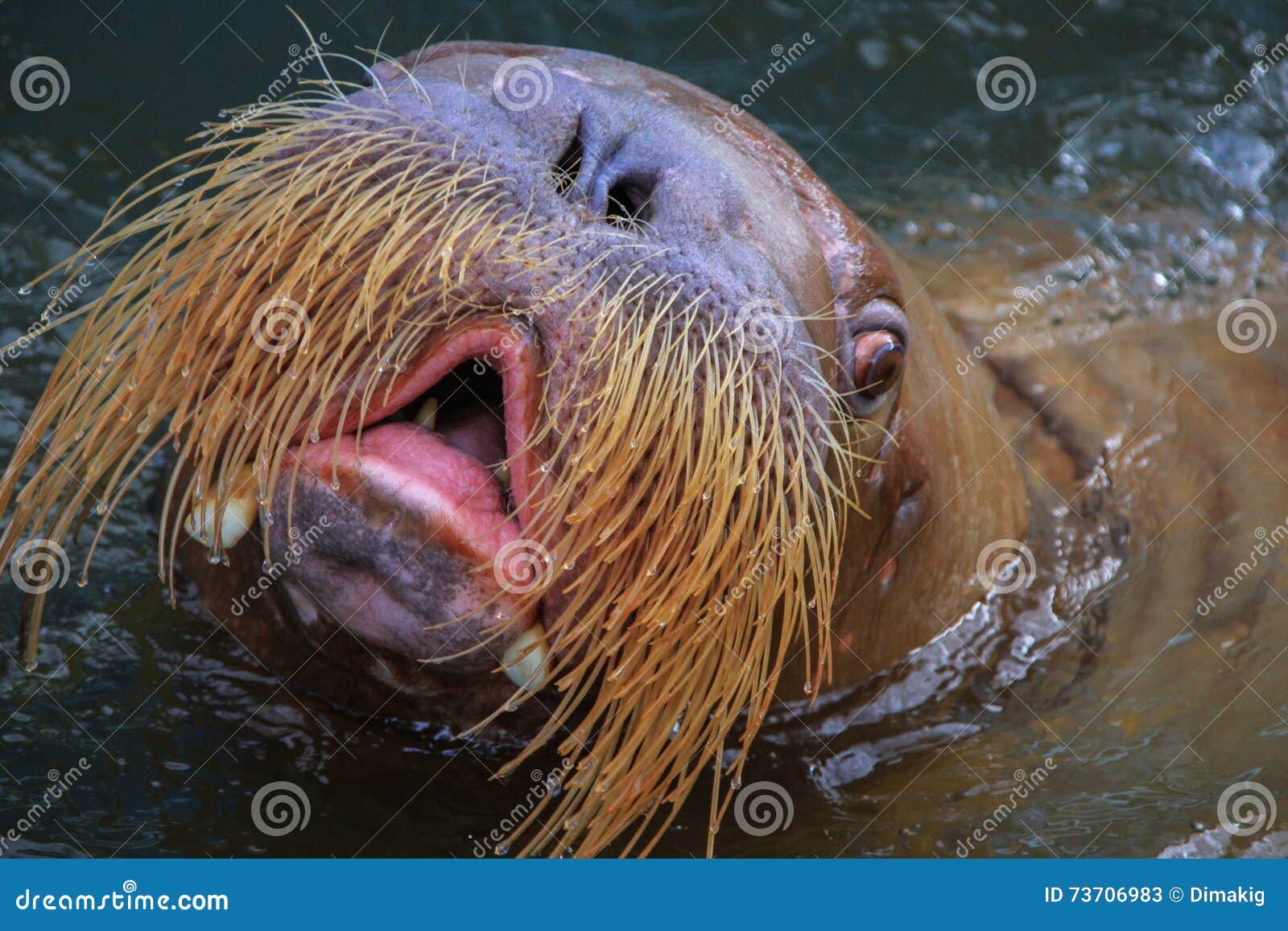 Walrus male head in pool stock image. Image of park, look - 73706983