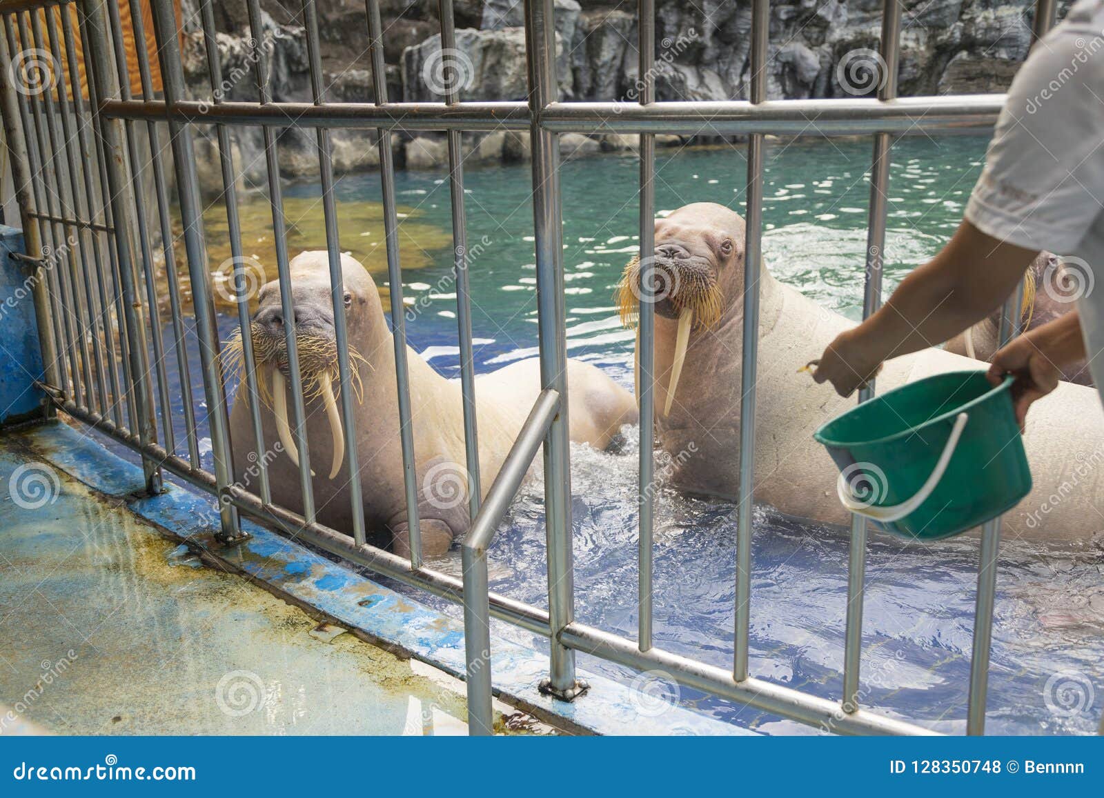 Walrus in Marine Mammals Show Stock Photo - Image of skin, face: 128350748 Walrus in Marine Mammals Show Stock Photo - Image of skin, face: 128350748