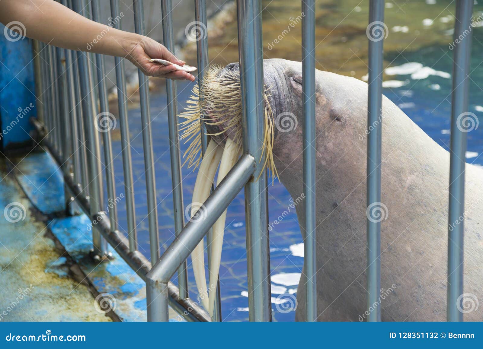 Walrus in Marine Mammals Show Stock Photo - Image of mammal, skin ... Walrus in Marine Mammals Show Stock Photo - Image of mammal, skin ...
