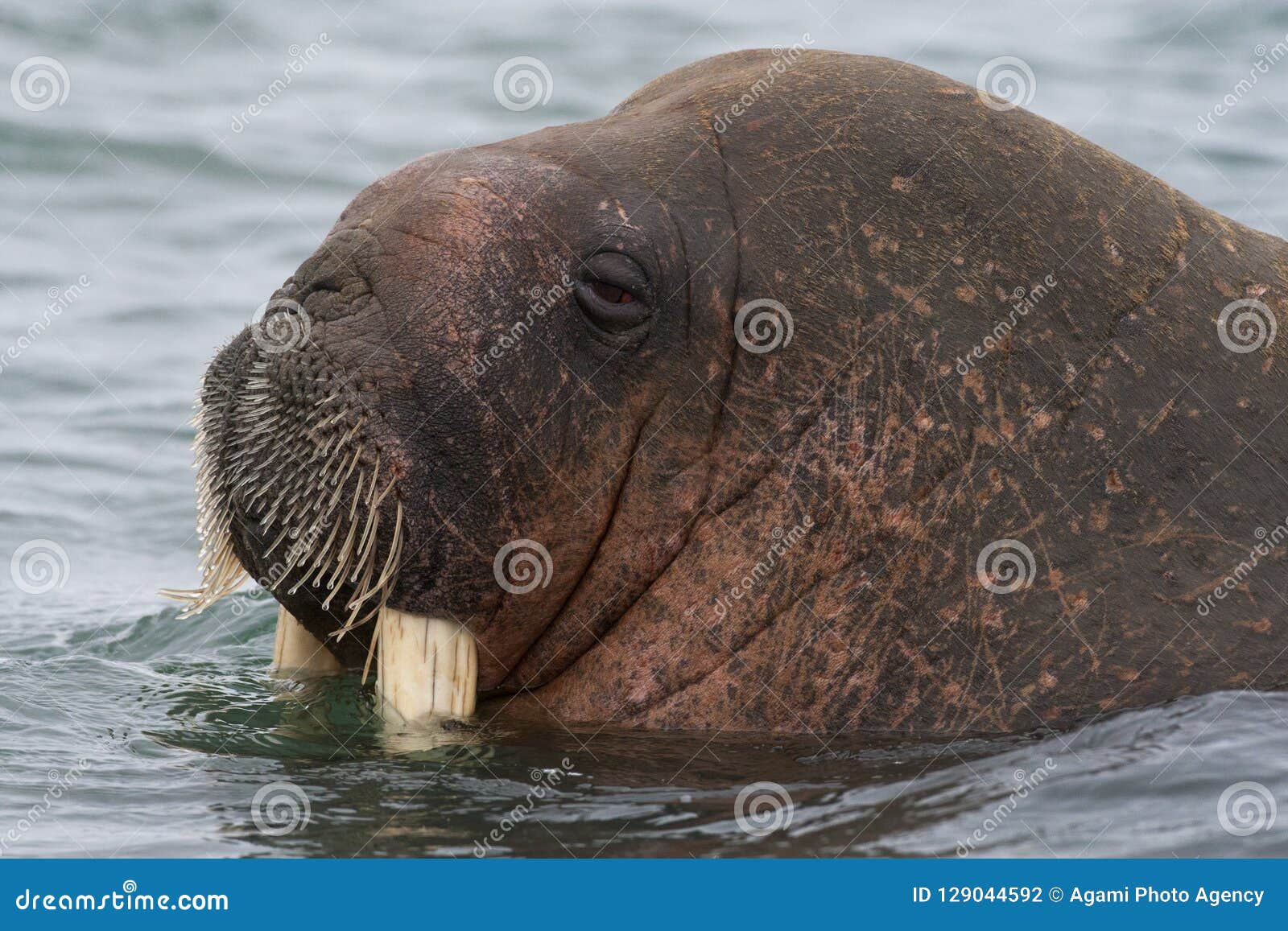 Walrus, Odobenus rosmarus stock photo. Image of spitsbergen - 129044592