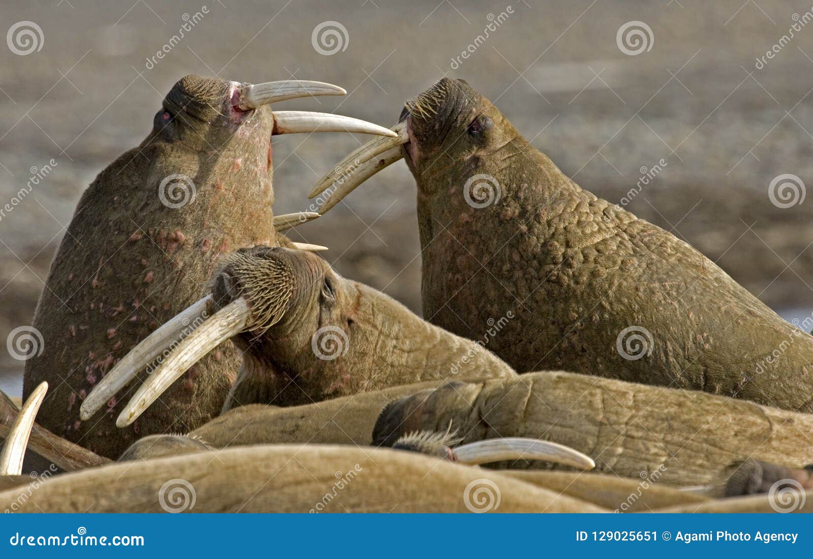 Walrus, Walrus, Odobenus Rosmarus, Stock Image - Image of haas, mammal ...