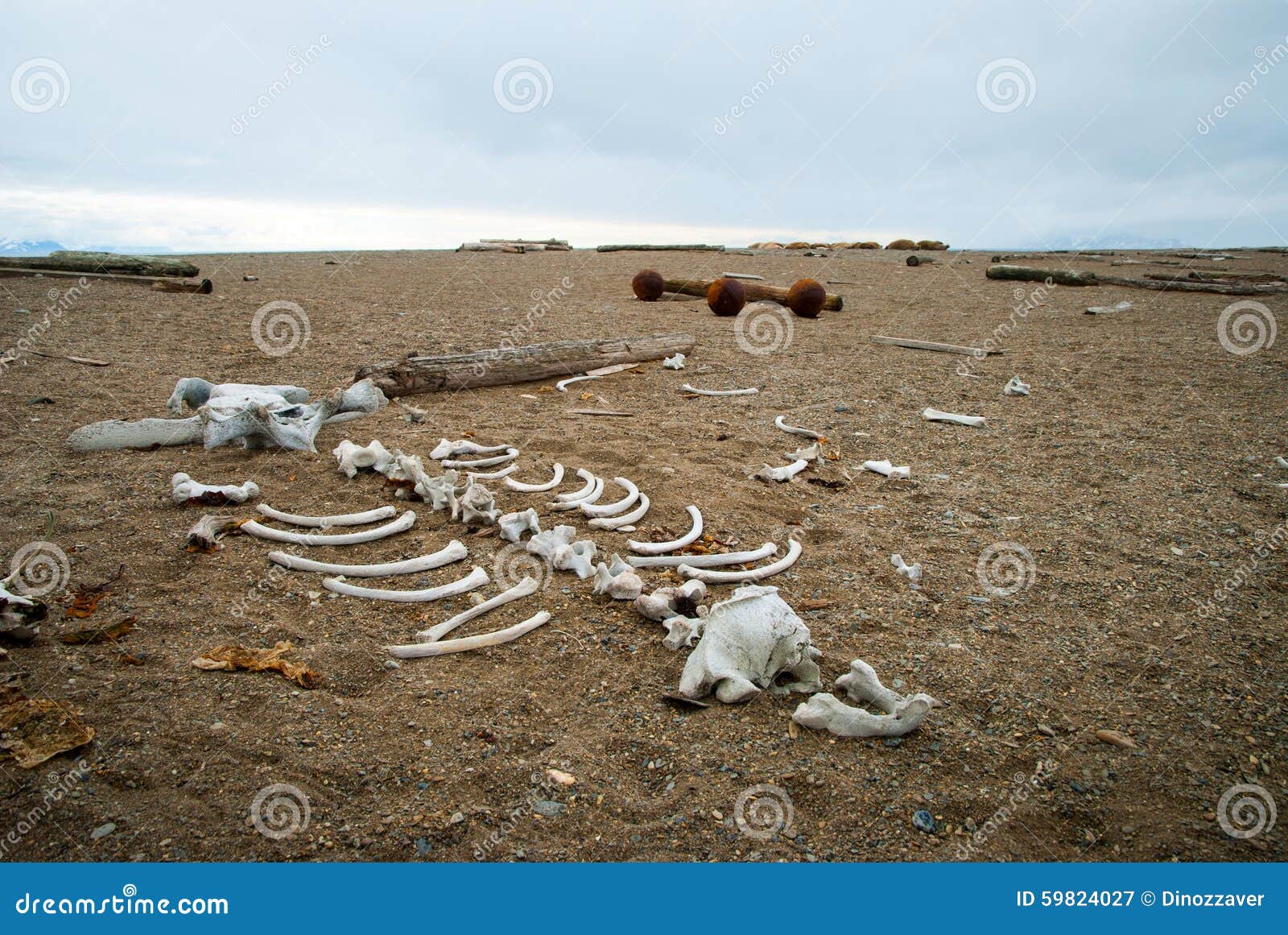 Walrus Skeleton on the Pebble Stone Shore, Svalbard Stock Image - Image ...