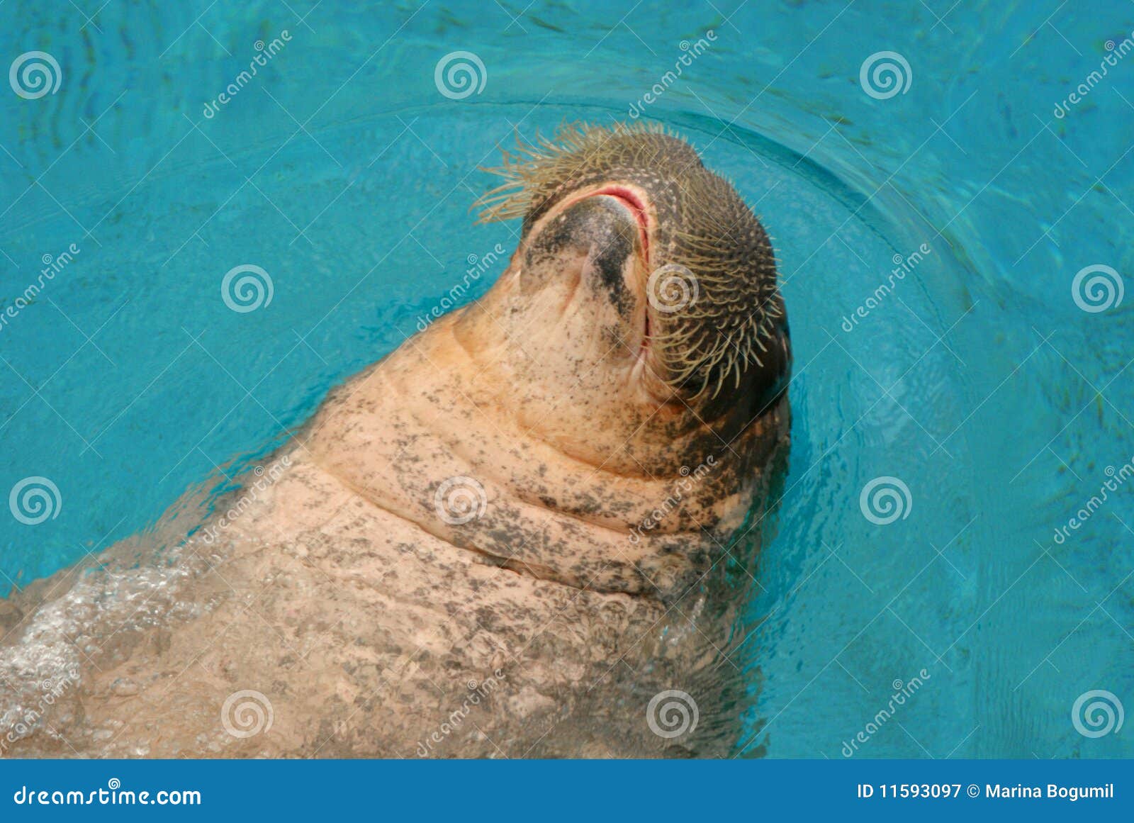 A Walrus, Swimming In A Pool Royalty Free Stock Photography - Image ... A Walrus, Swimming In A Pool Royalty Free Stock Photography - Image ...