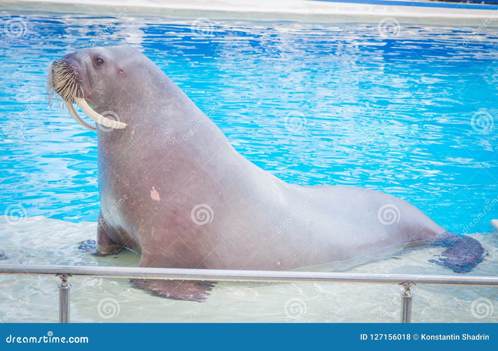 Walrus in the Swimming Pool on a Marine Mammals Show Stock Photo ... Walrus in the Swimming Pool on a Marine Mammals Show Stock Photo ...