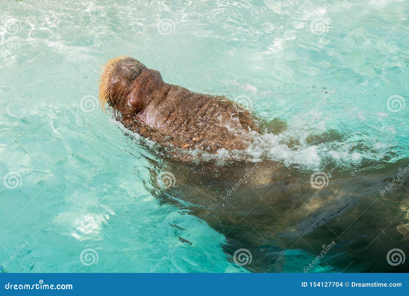 Walrus swims in the sun stock photo. Image of swims - 154127704