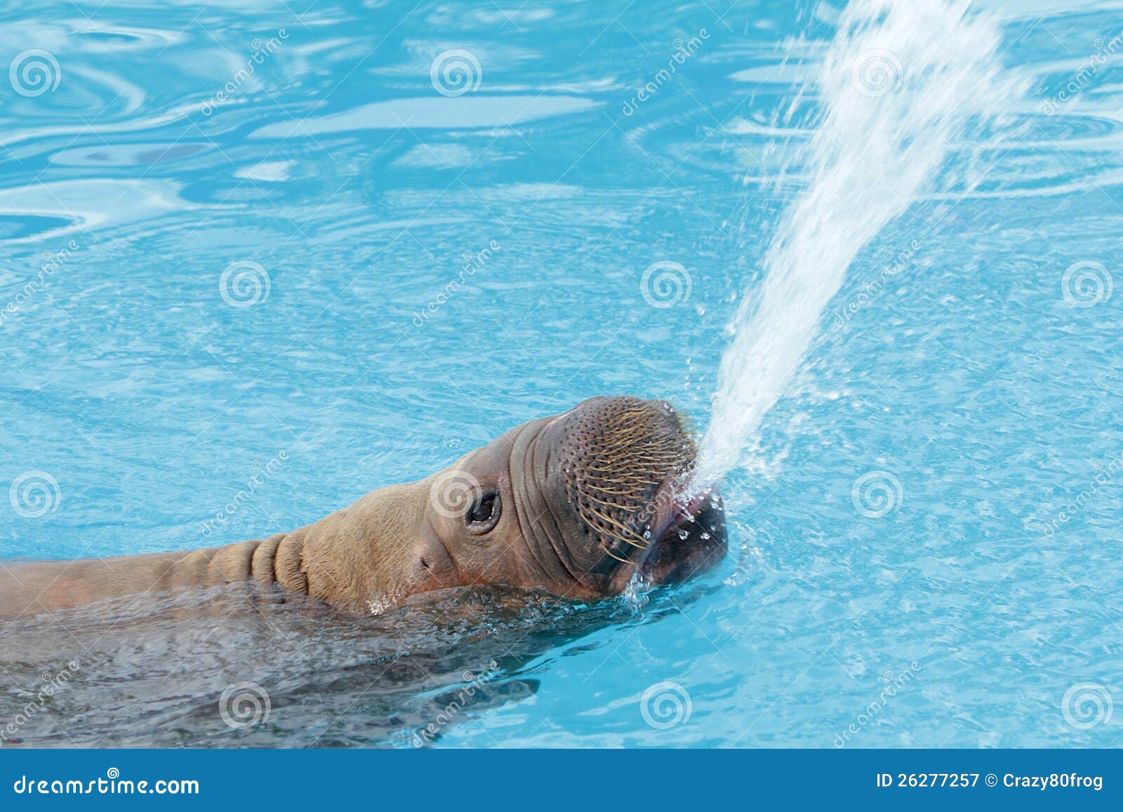 Walrus in water stock image. Image of mammal, face, atlantic - 26277257