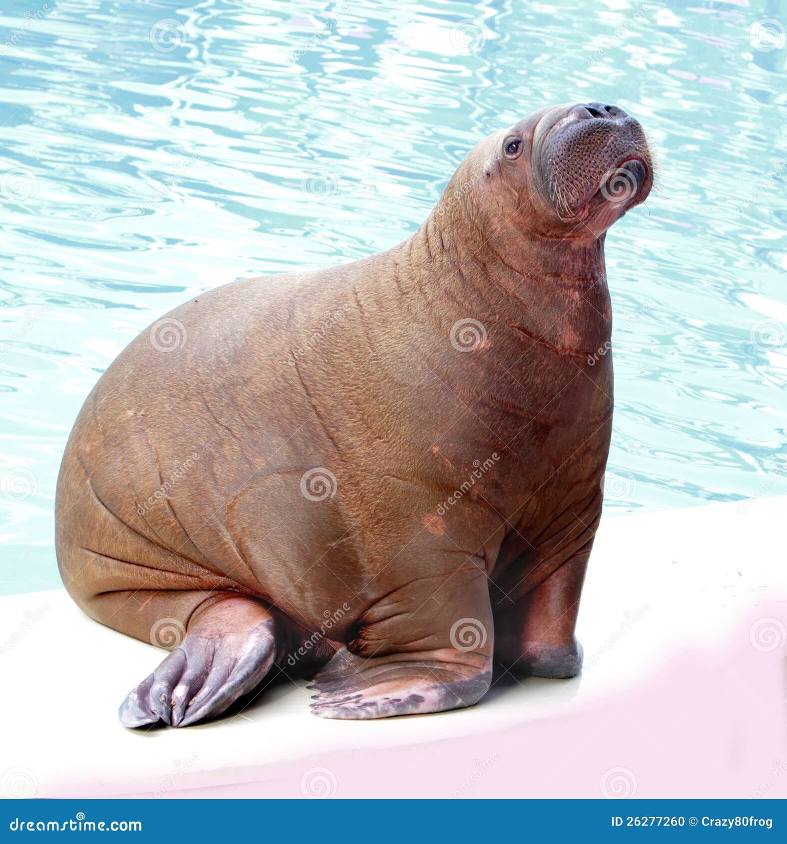 Walrus in water stock photo. Image of lion, cute, marine - 26277260
