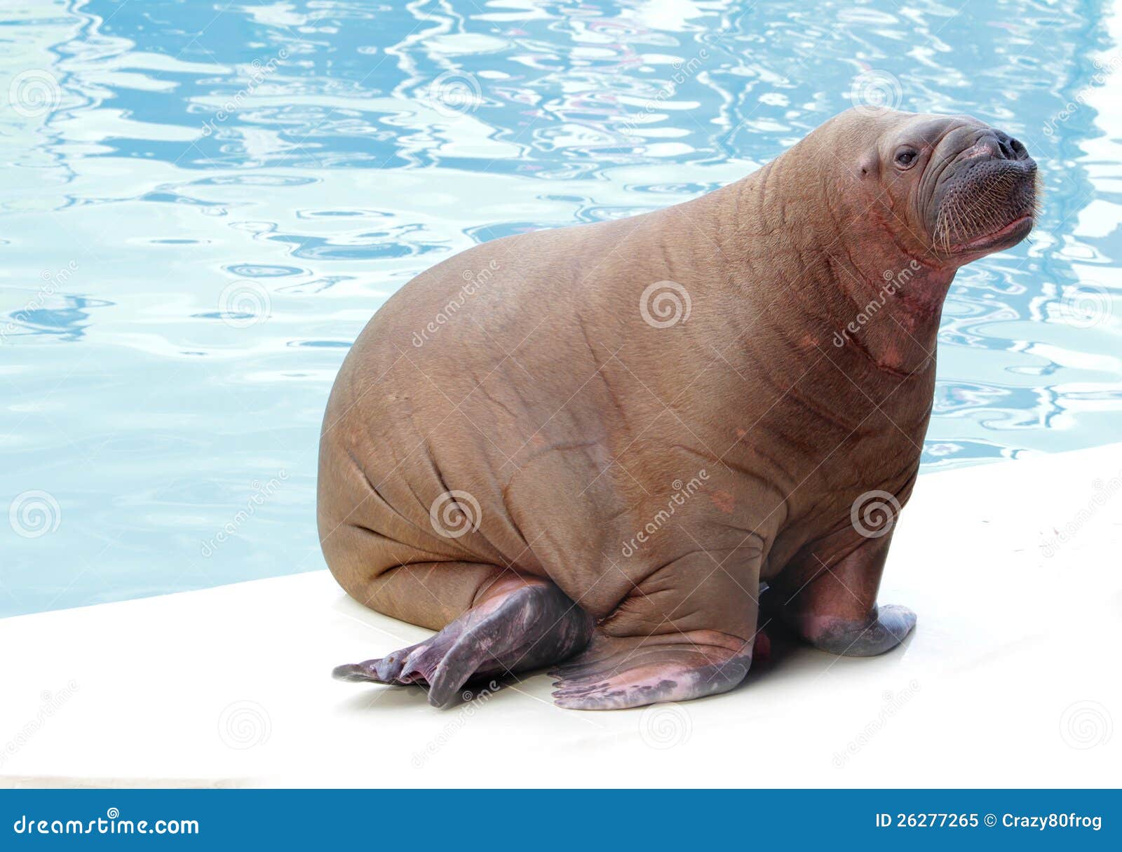 Walrus in water stock image. Image of relax, nature, seal - 26277265