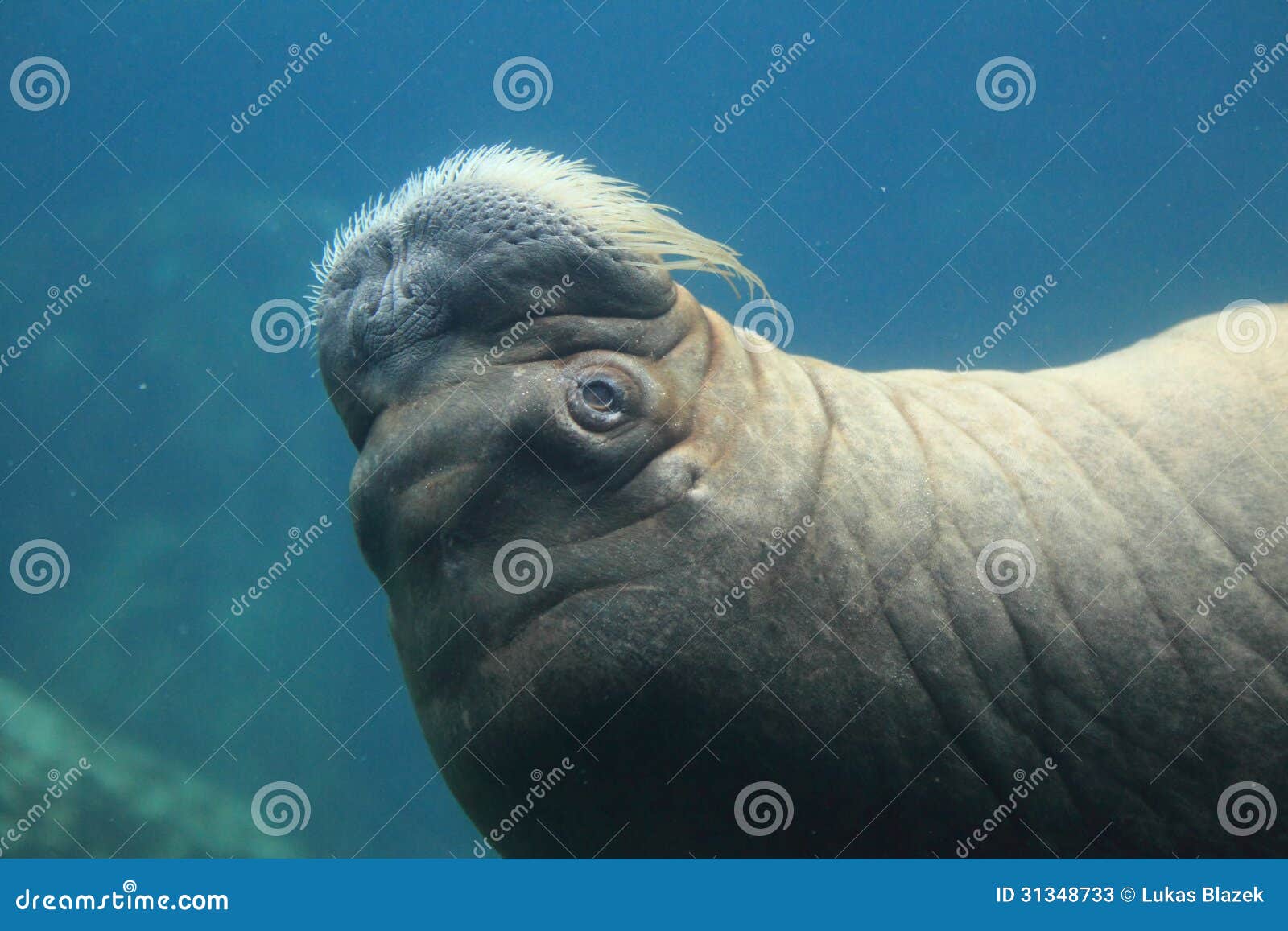 Walrus in water stock afbeelding. Image of dier, water - 31348733