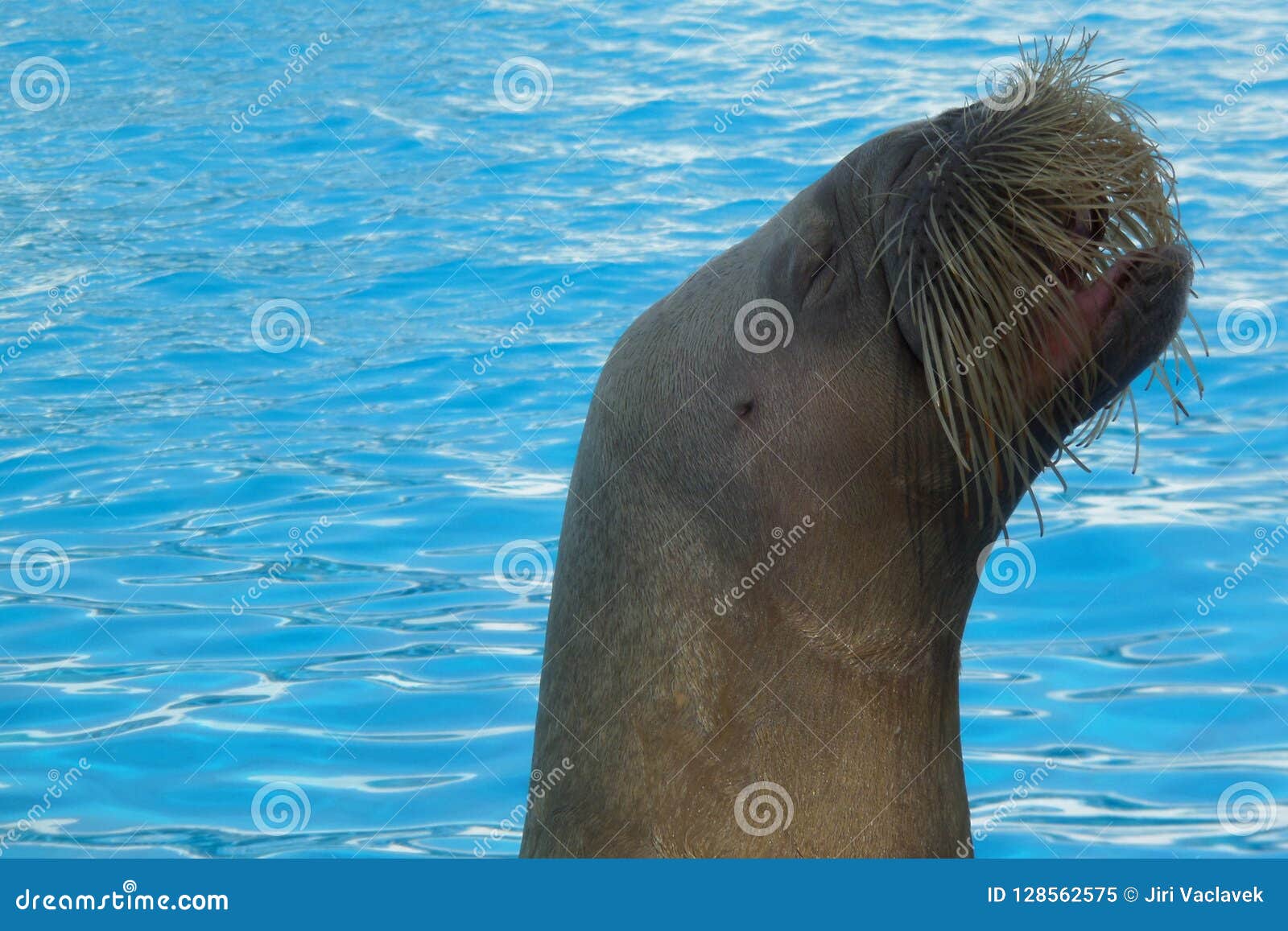 Walrus water animal stock image. Image of face, ocean - 128562575