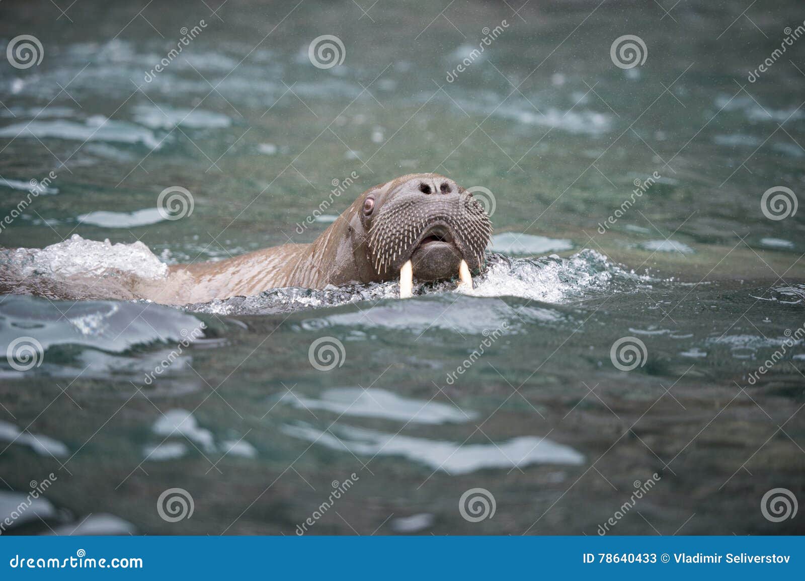 Walrus in the water stock image. Image of rosmarus, arctic - 78640433