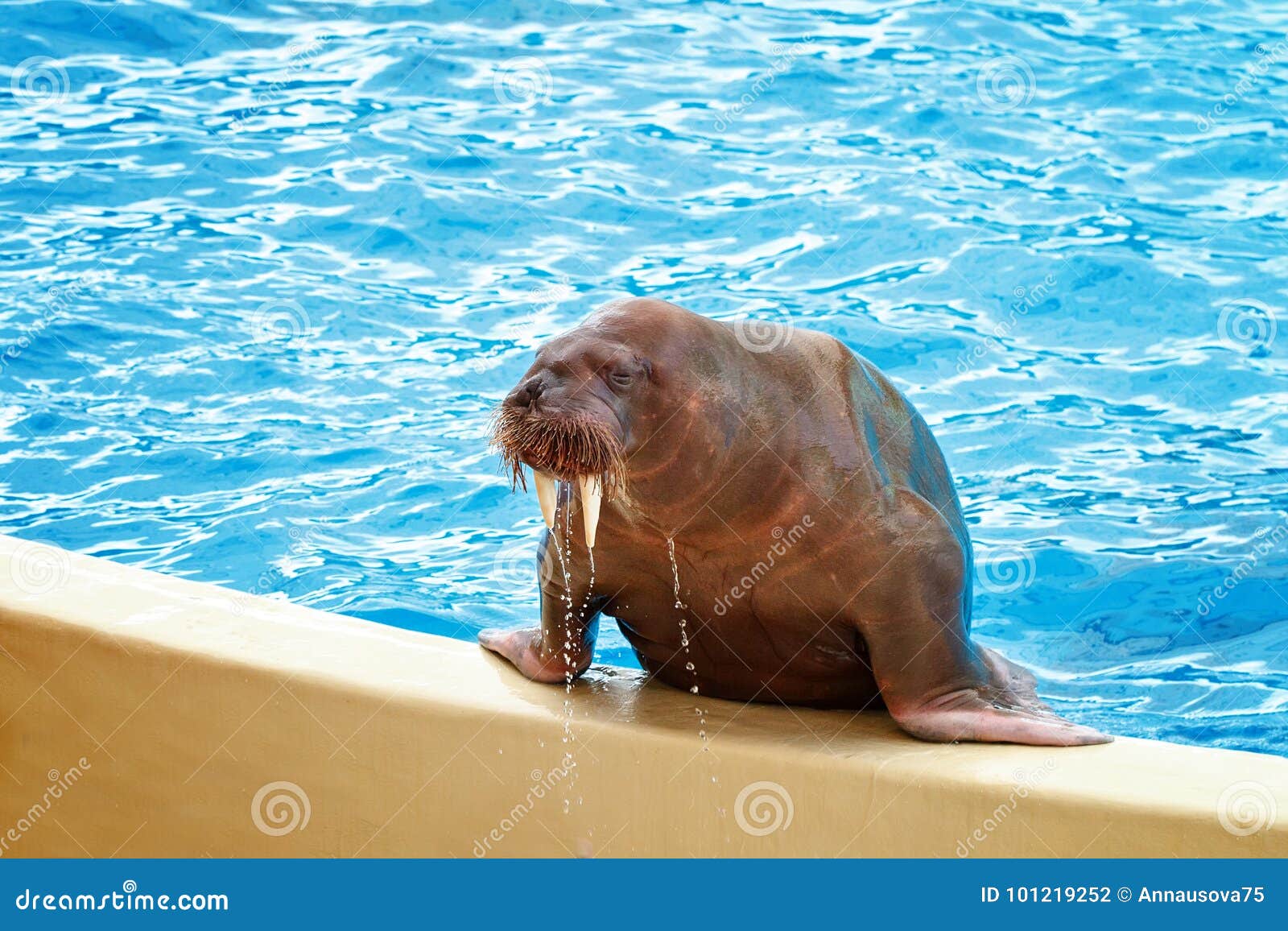Walrus at the Zoo Gets Out of the Pool. Stock Photo - Image of cute ...