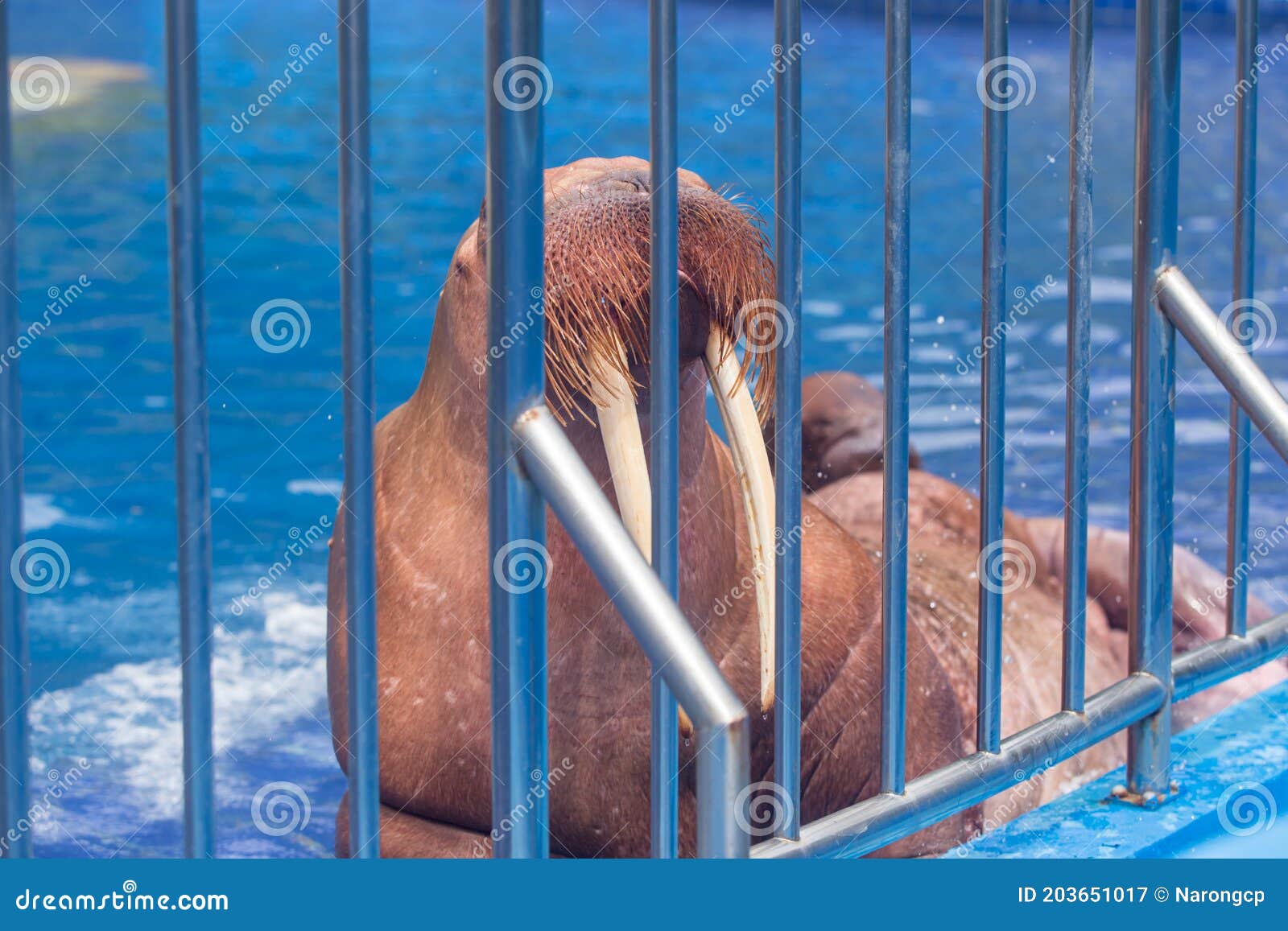 Walrus in the Zoo Swimming in the Pool Stock Image - Image of floating ...