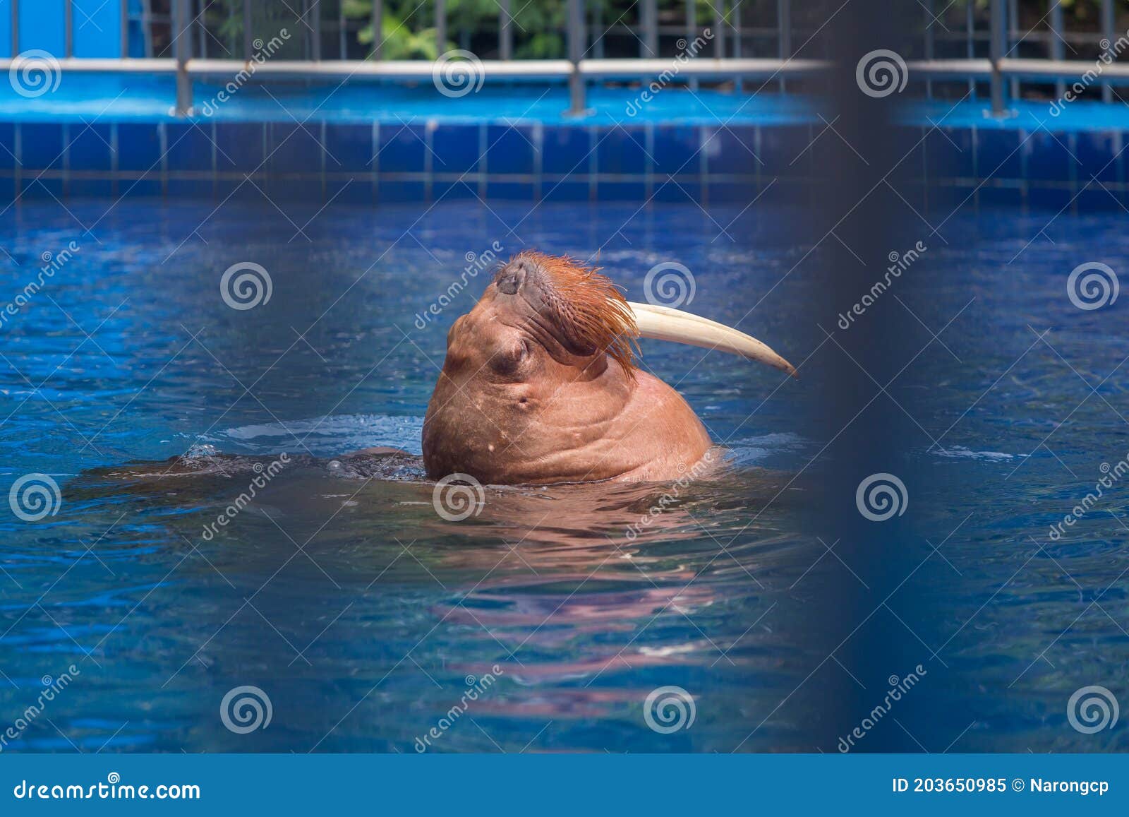 Walrus in the Zoo Swimming in the Pool Stock Image - Image of children ... Walrus in the Zoo Swimming in the Pool Stock Image - Image of children ...