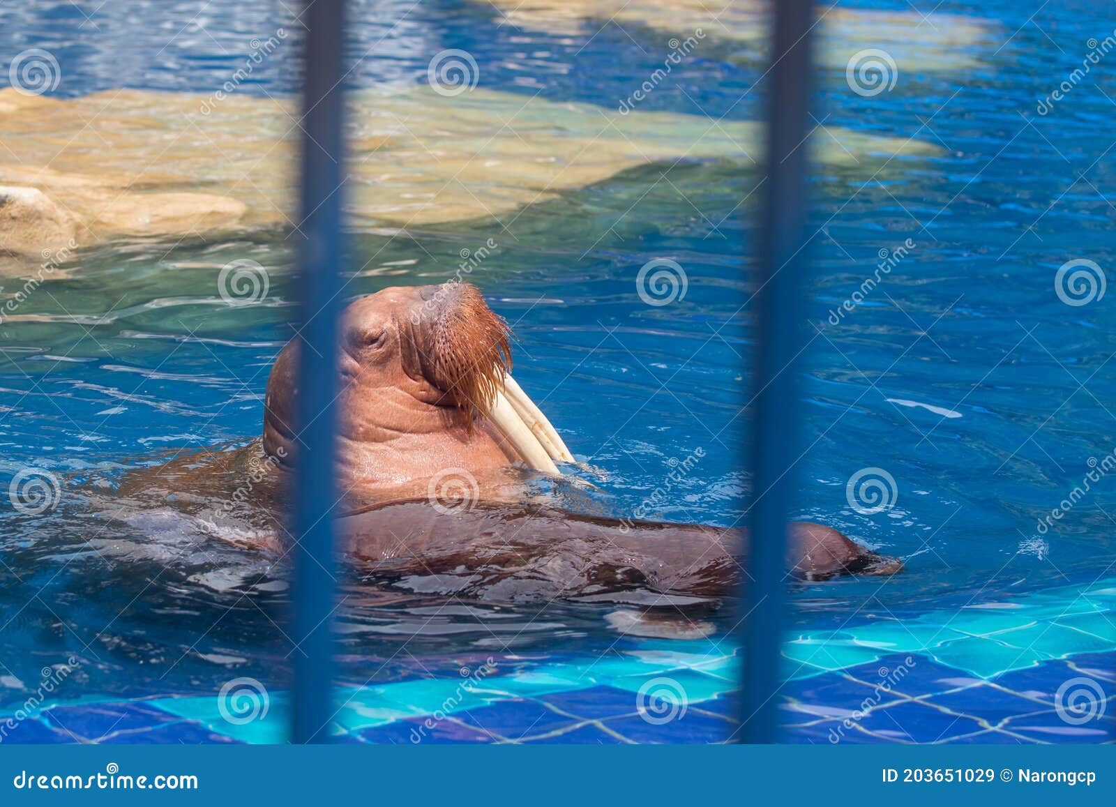 Walrus in the Zoo Swimming in the Pool Stock Image - Image of head ... Walrus in the Zoo Swimming in the Pool Stock Image - Image of head ...