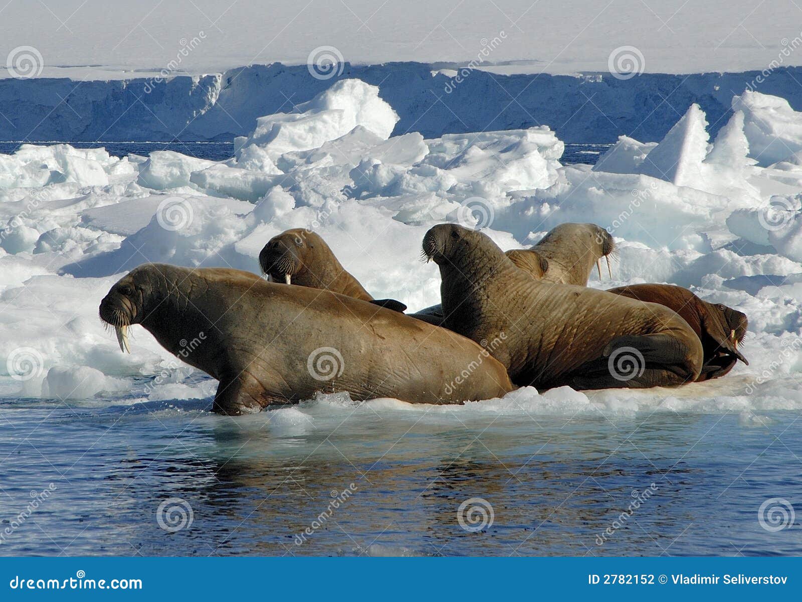 Walruses stock photo. Image of landscape, blue, pack, antarctica - 2782152