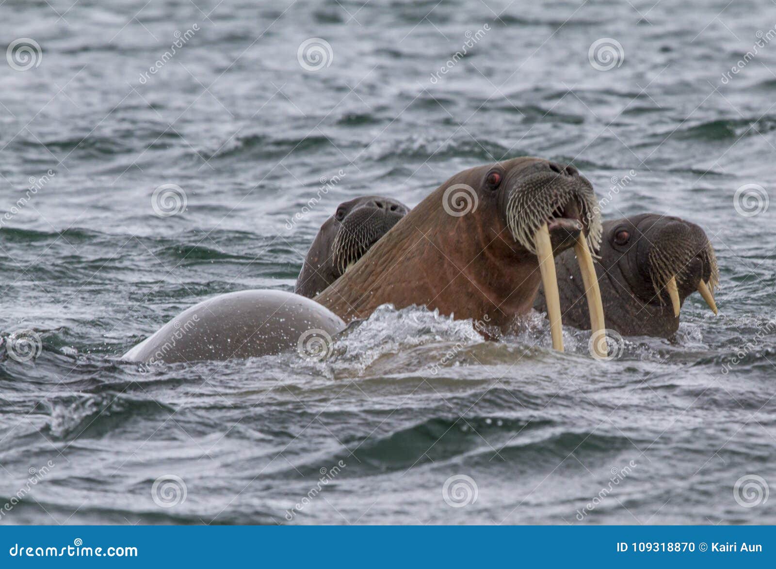 Walruses in a Water in Svalbard Stock Photo - Image of walrus, herd ...
