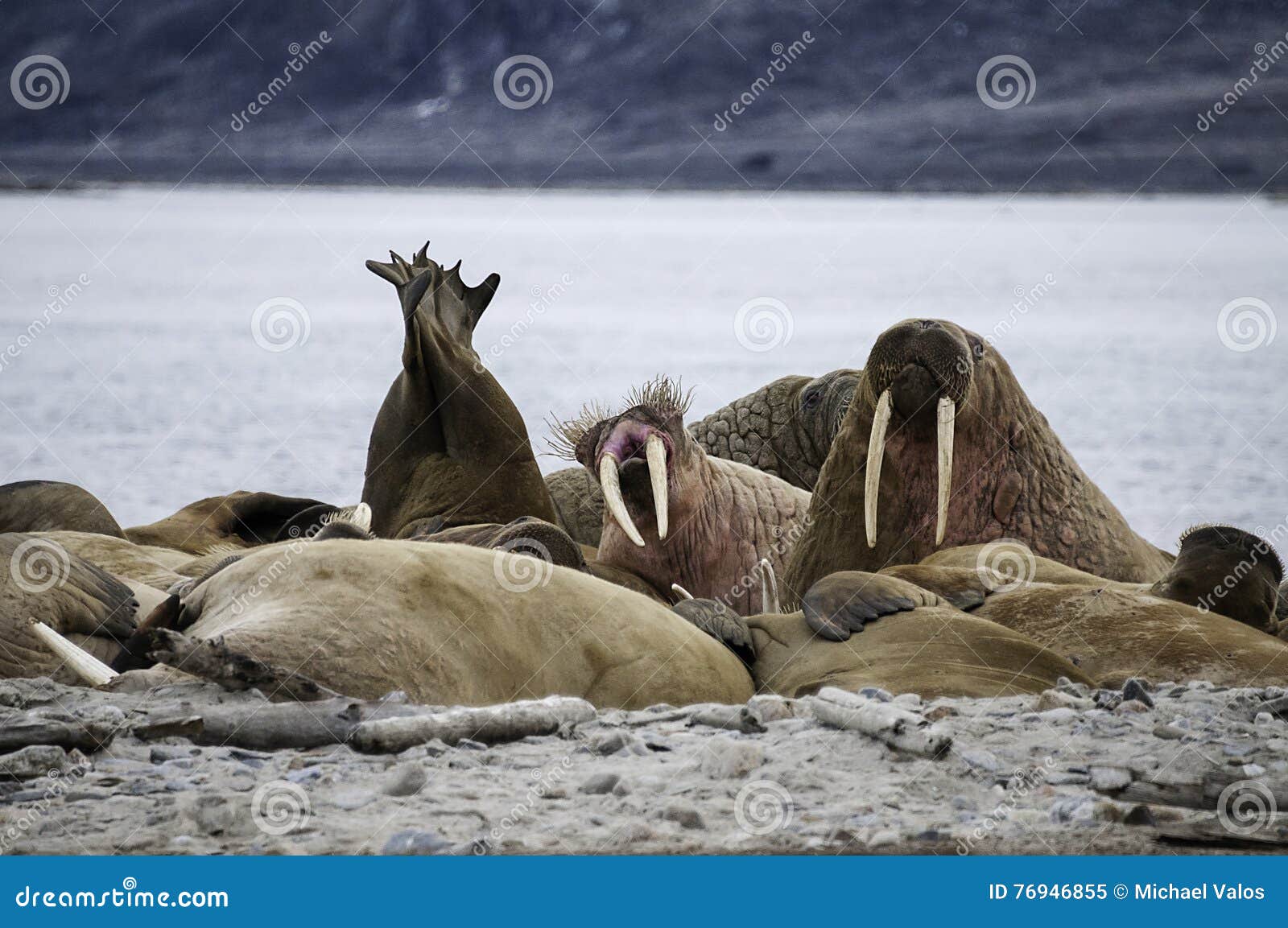 Walruses on a Beach stock image. Image of norway, group - 76946855