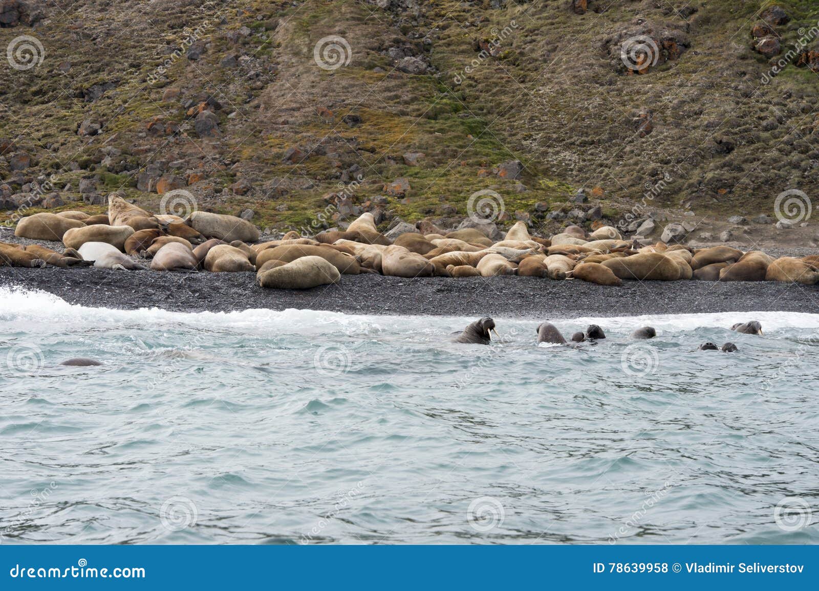 Walruses on the beach stock photo. Image of marine, ocean - 78639958