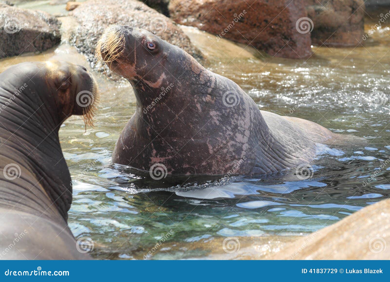 Walruses stock image. Image of walrus, animal, adult - 41837729
