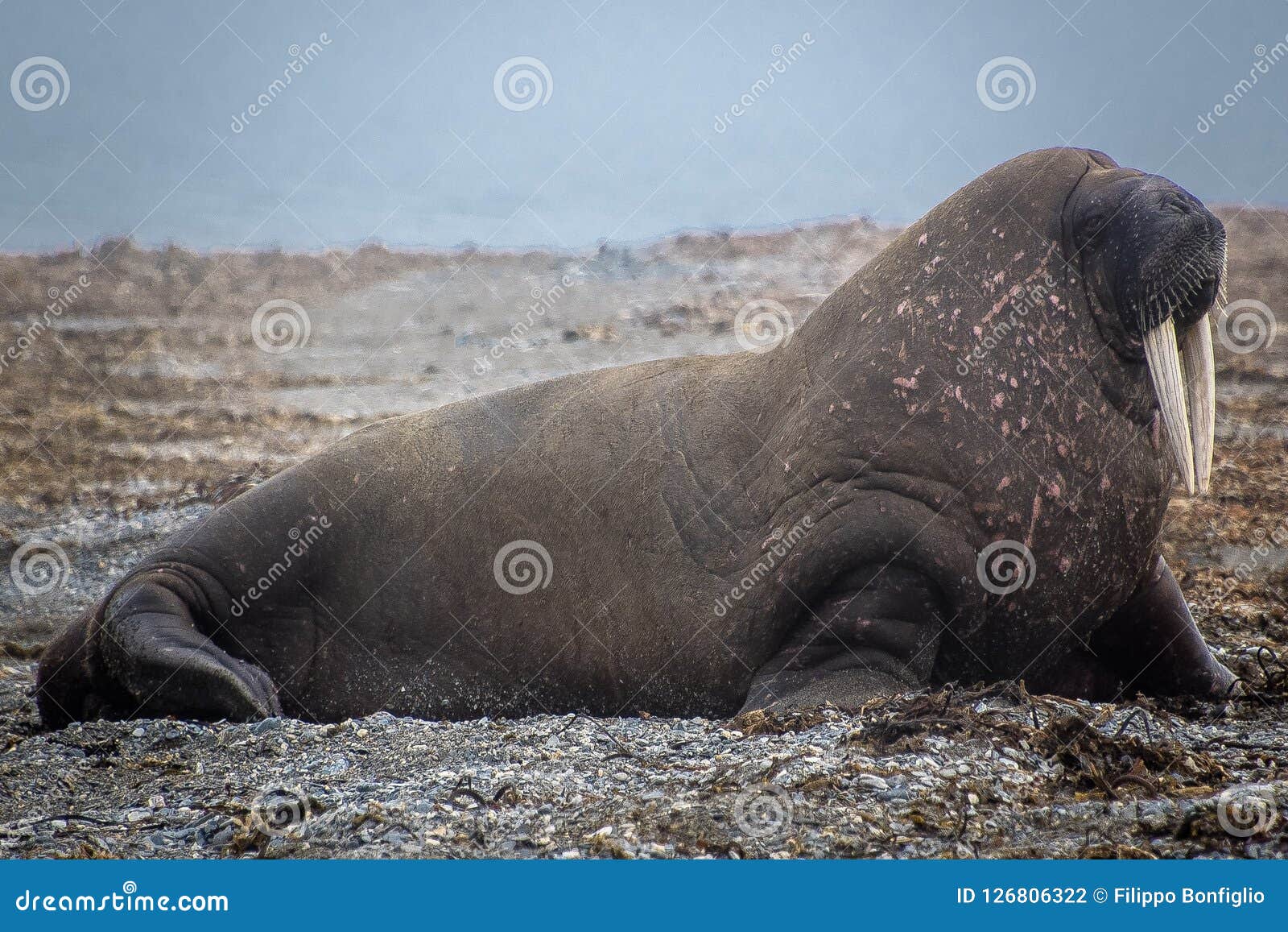 Walruses in Svalbard - Norway, North Pole Stock Photo - Image of polar ...
