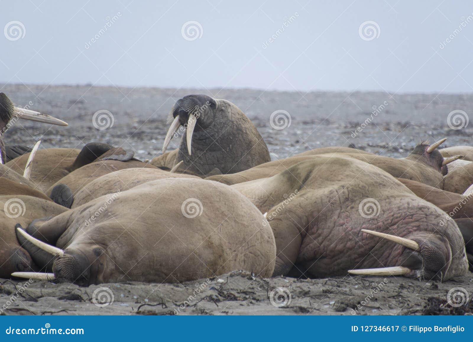 Walruses in Svalbard - Norway, North Pole Stock Image - Image of mammal ...