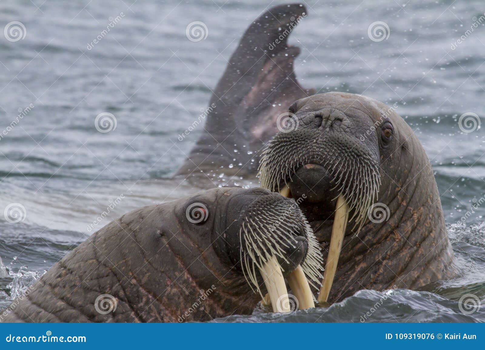 Walruses in a Water in Svalbard Stock Photo - Image of spizbergen ...