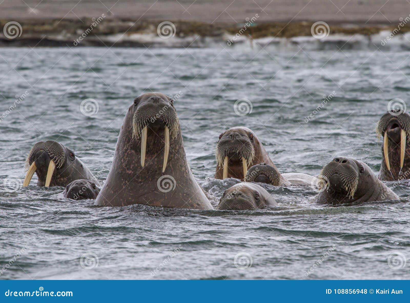 Walruses in a Water in Svalbard Stock Photo - Image of islad, region ...