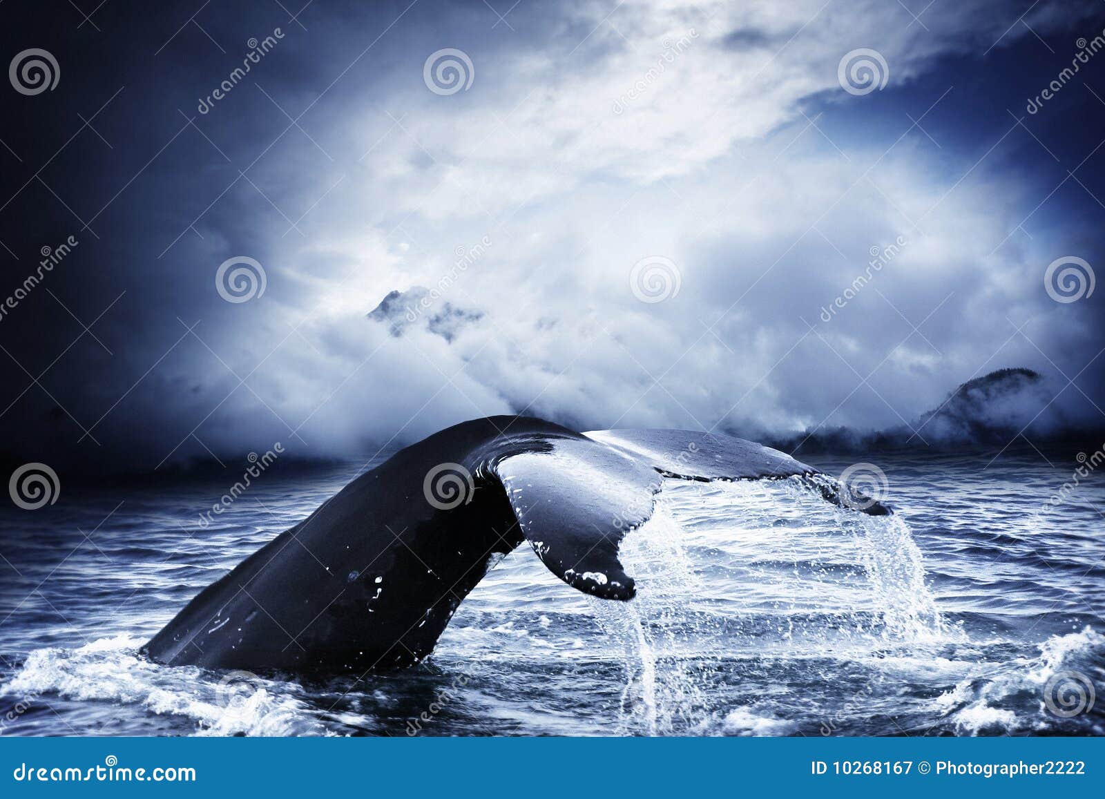 Walvis stock afbeelding. Image of diep, overzees, walvis - 10268167