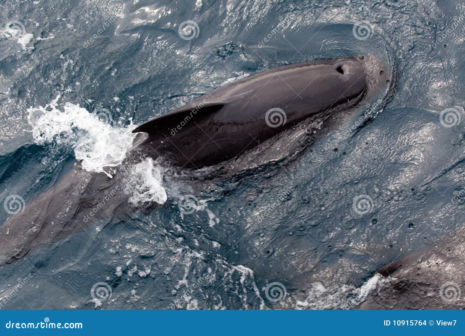 Walvis stock foto. Image of oceaan, leefgebied, groot - 10915764