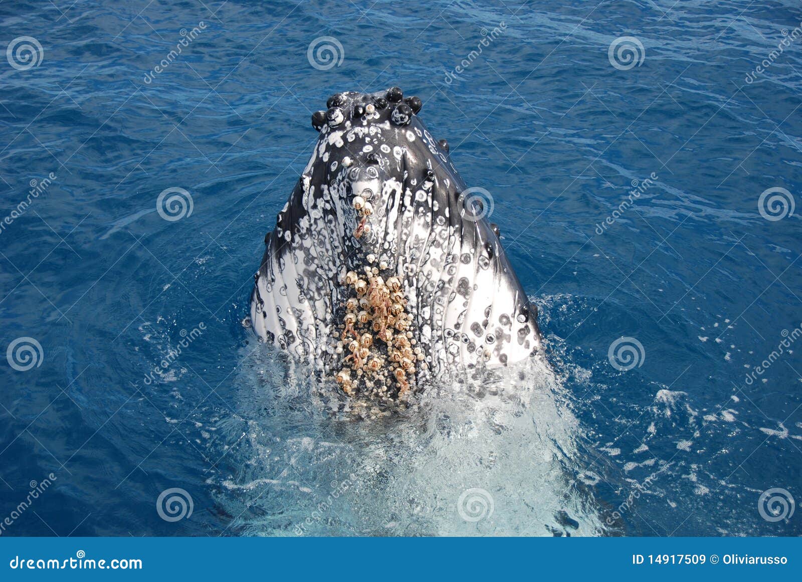 Walvis stock afbeelding. Image of herenderen, blauw, zwemmen - 14917509
