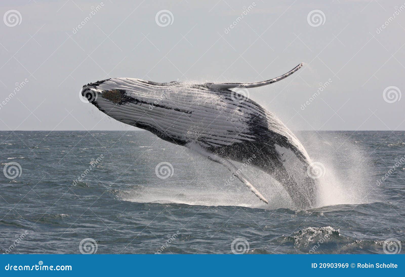 Walvis stock afbeelding. Image of zomer, wild, kust, bultrug - 20903969
