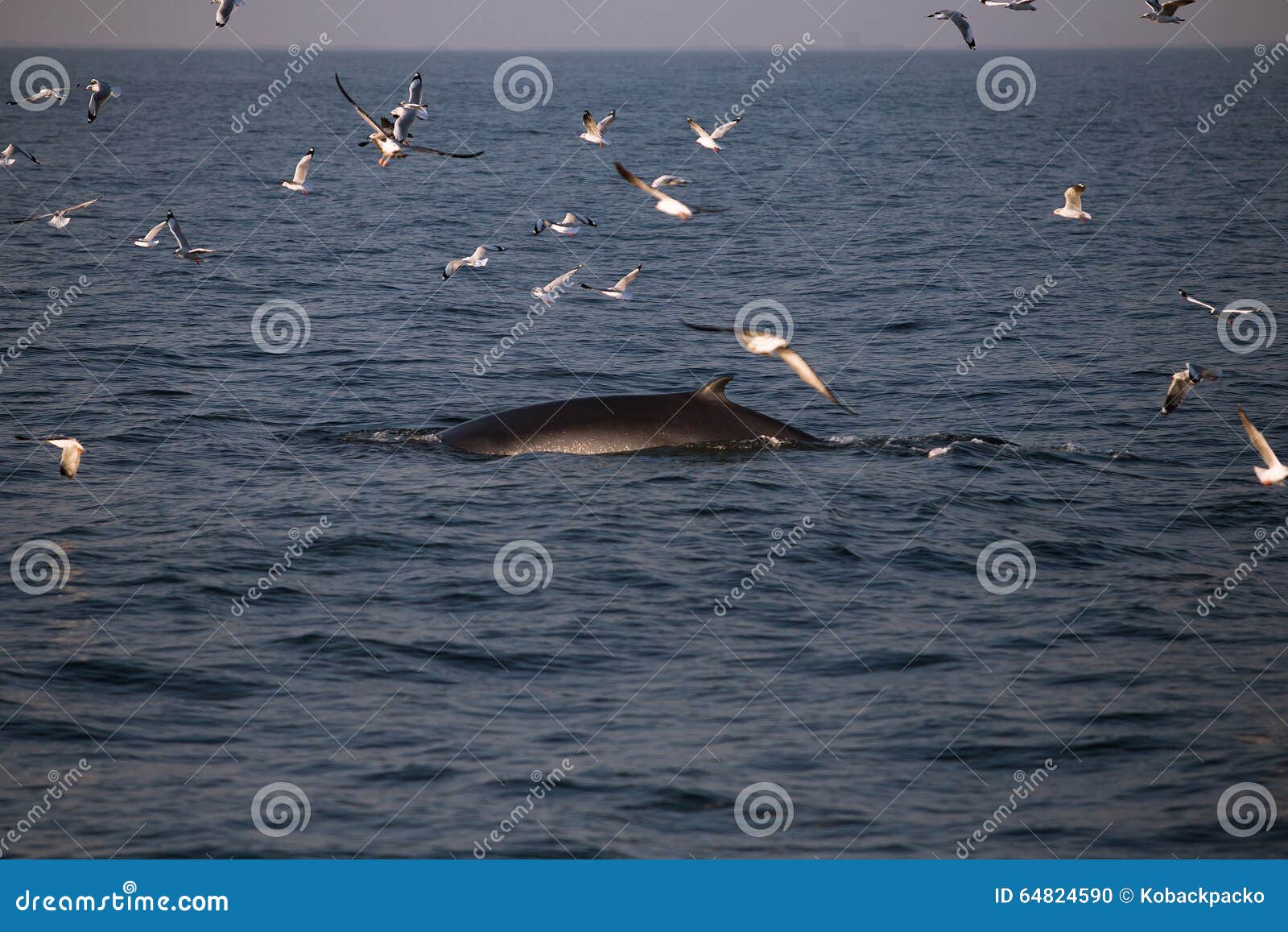 Walvis stock foto. Image of wild, balein, overzees, walvis - 64824590