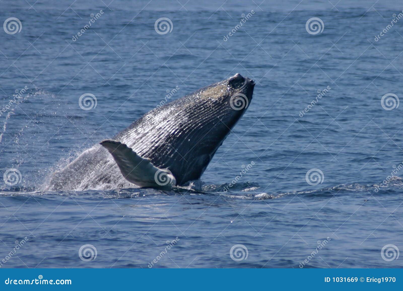 Walvis Die Dichtbij Aan Kaapcode Springt Stock Afbeelding - Image of ...