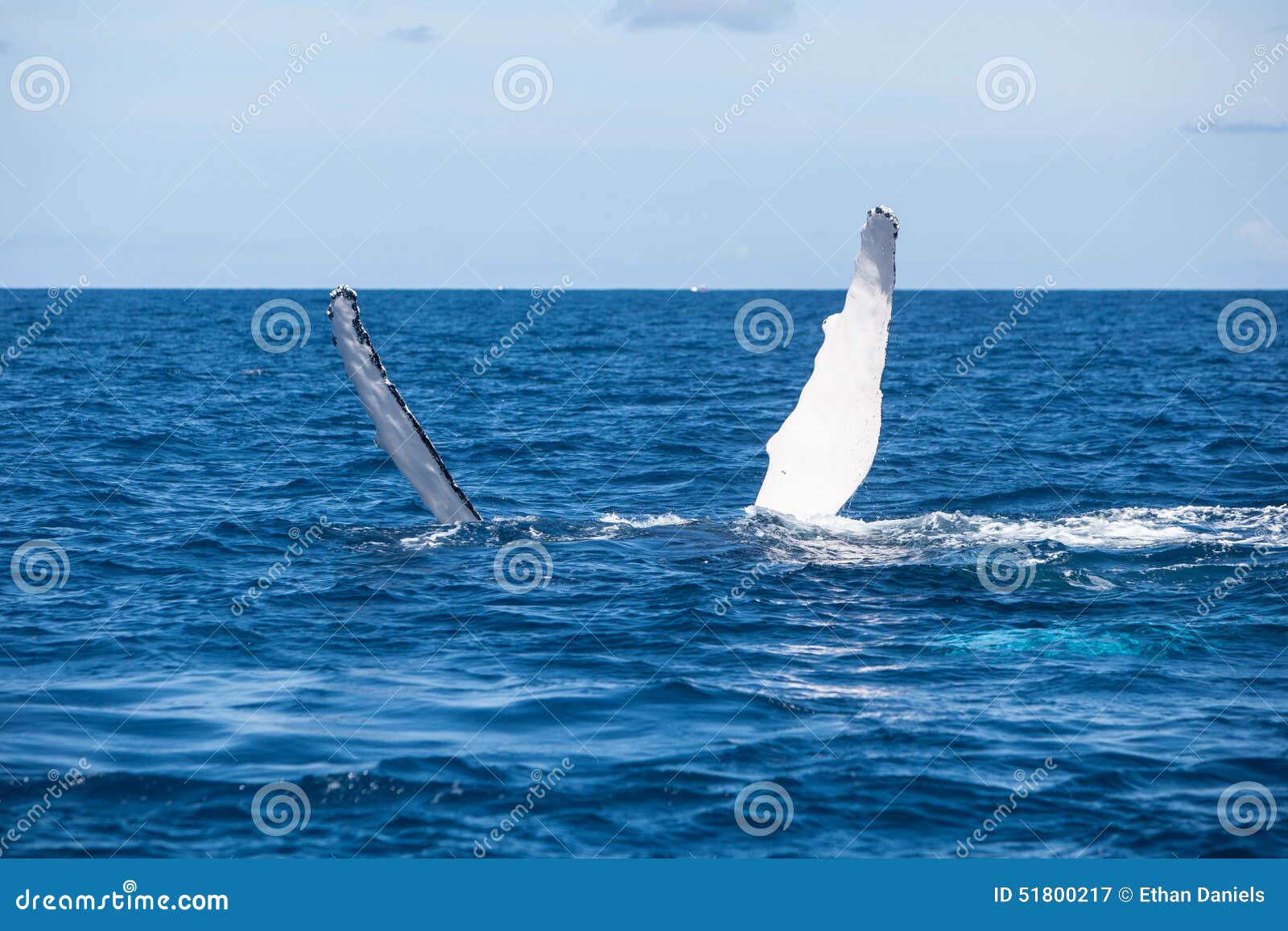 Walvis Pectoral Vinnen stock afbeelding. Image of voeding - 51800217