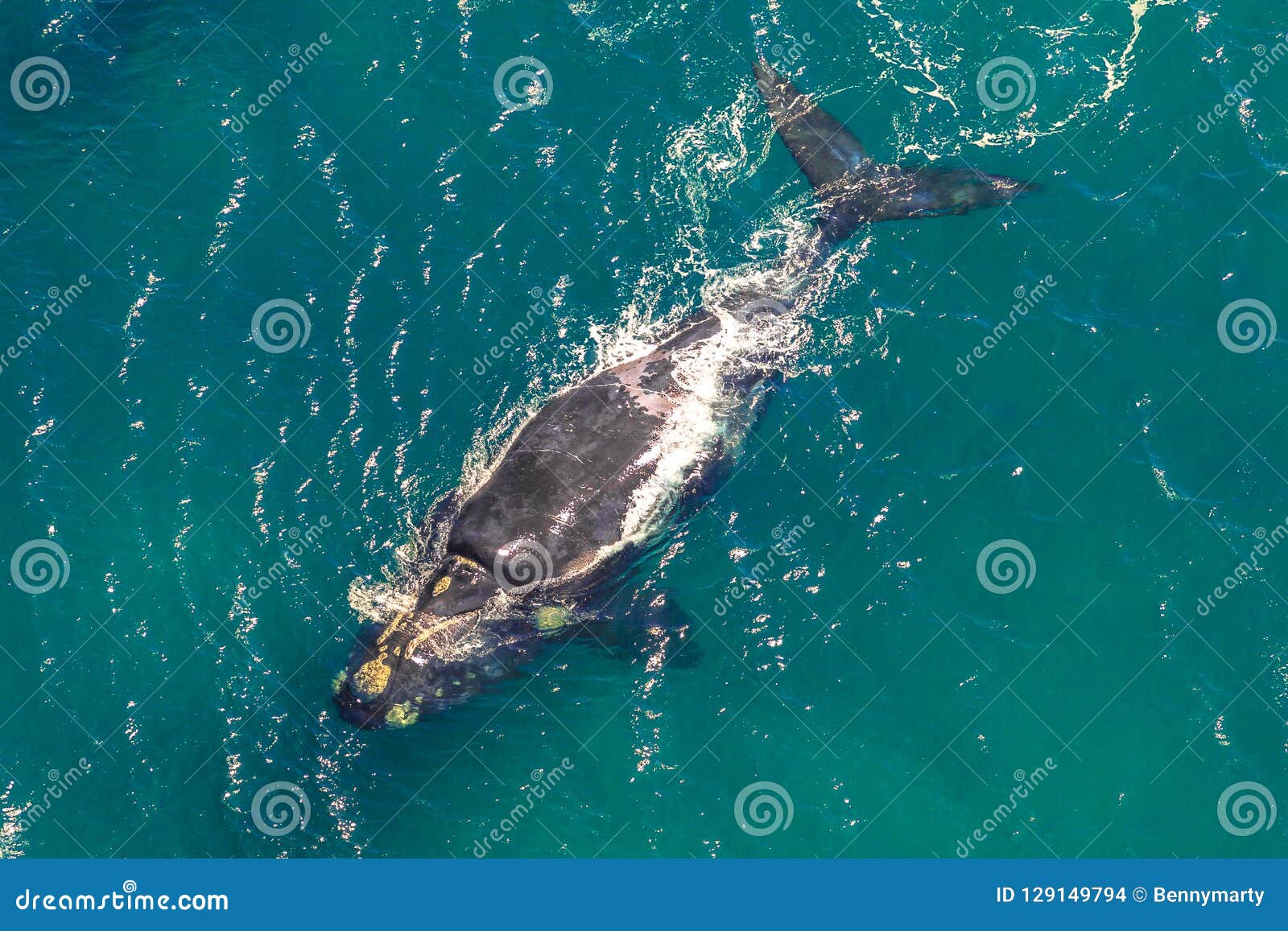 Walvis in Zuid-Afrika stock foto. Image of volwassen - 129149794