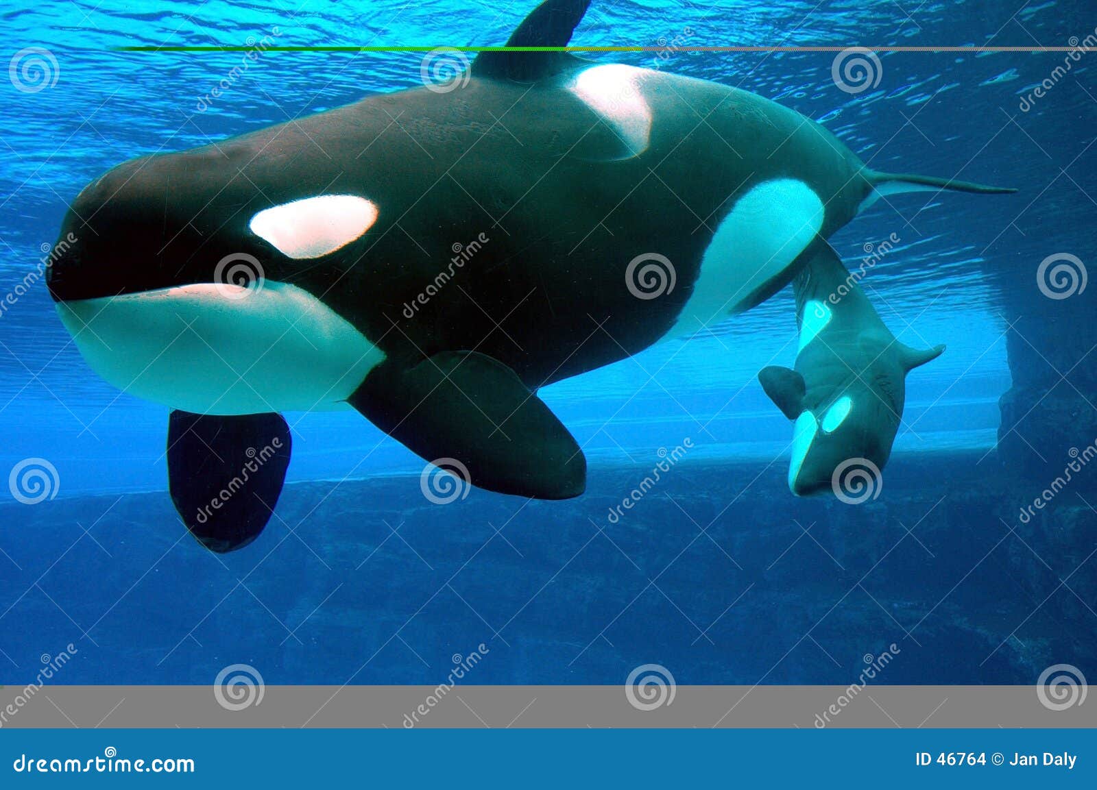 Walvissen stock foto. Image of walvis, water, zoogdier, moeder - 46764