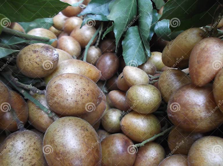 Wampee fruit stock photo. Image of food, agricultural - 56668656