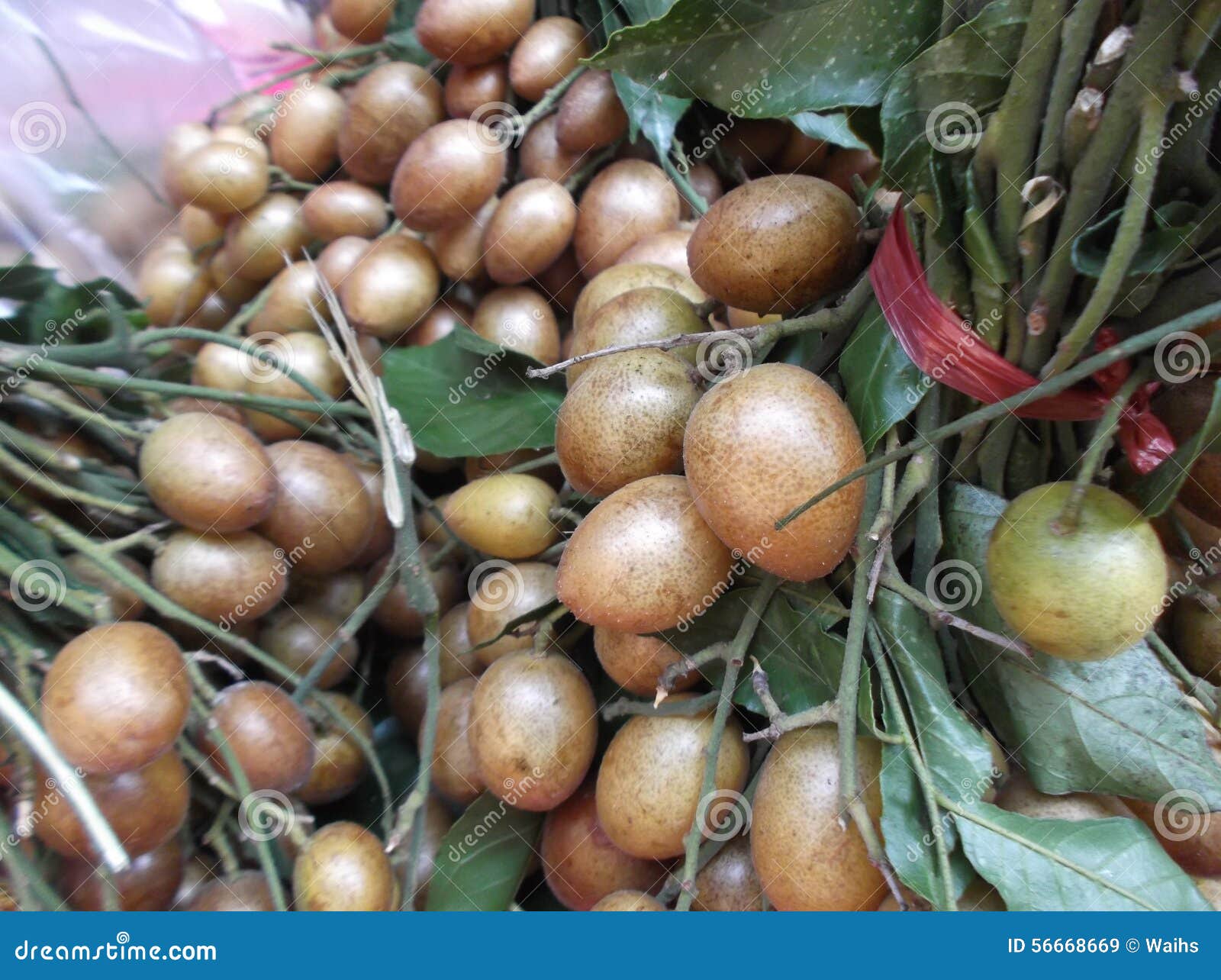 Wampee fruit stock image. Image of food, still, life - 56668669