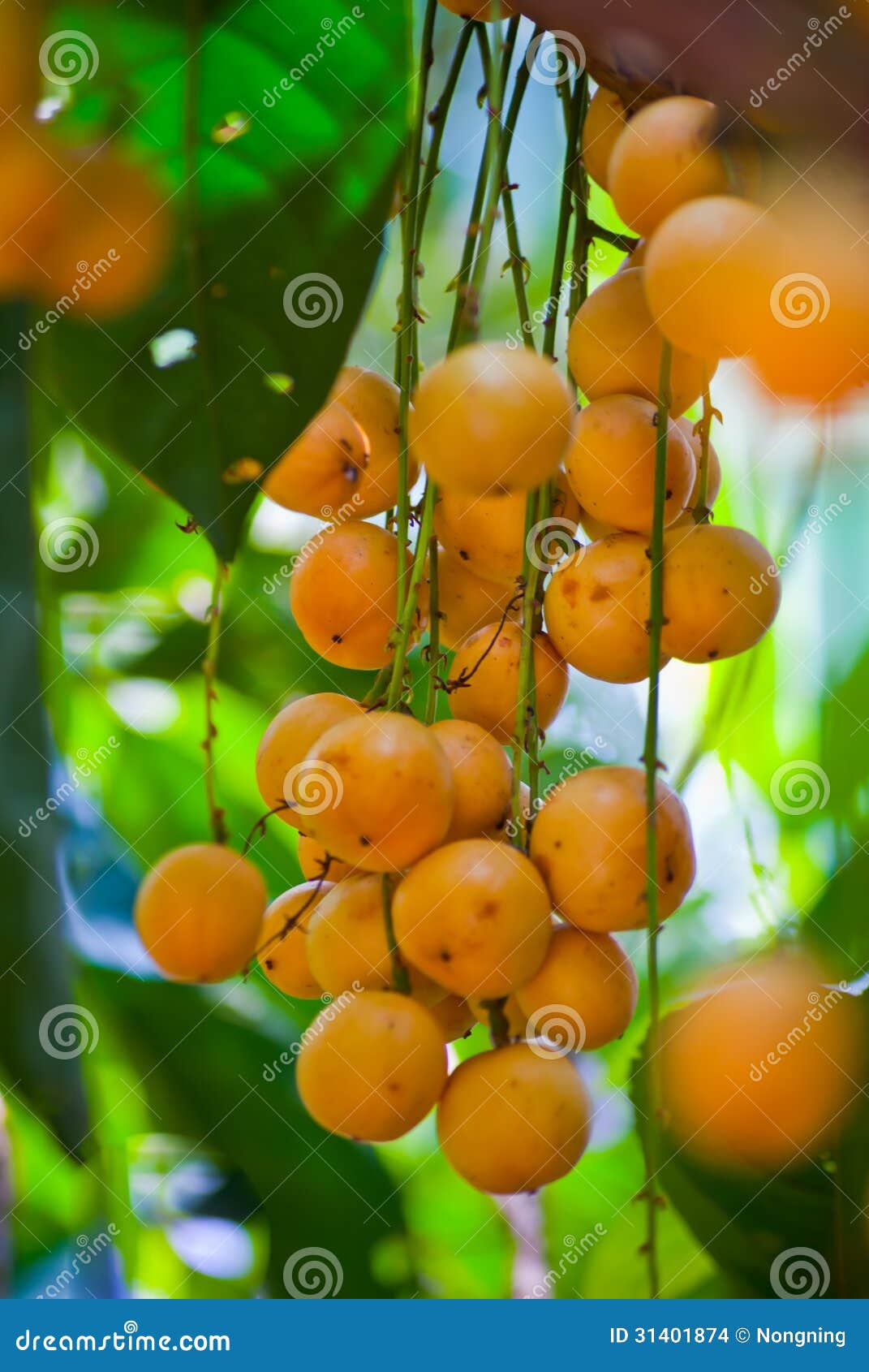 Wampee stock photo. Image of wampi, tart, wampee, blanco - 31401874