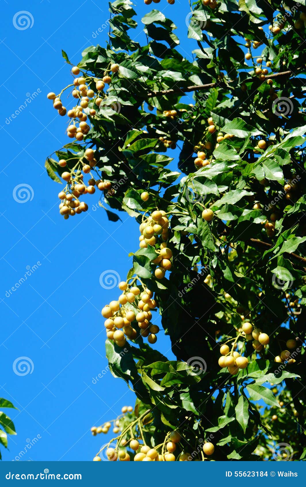 Wampee stock photo. Image of wampee, plants, fruit, food - 55623184