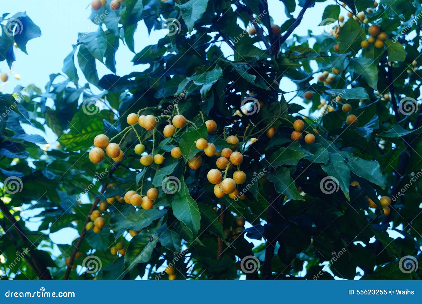 Wampee stock image. Image of fruit, products, wampee - 55623255